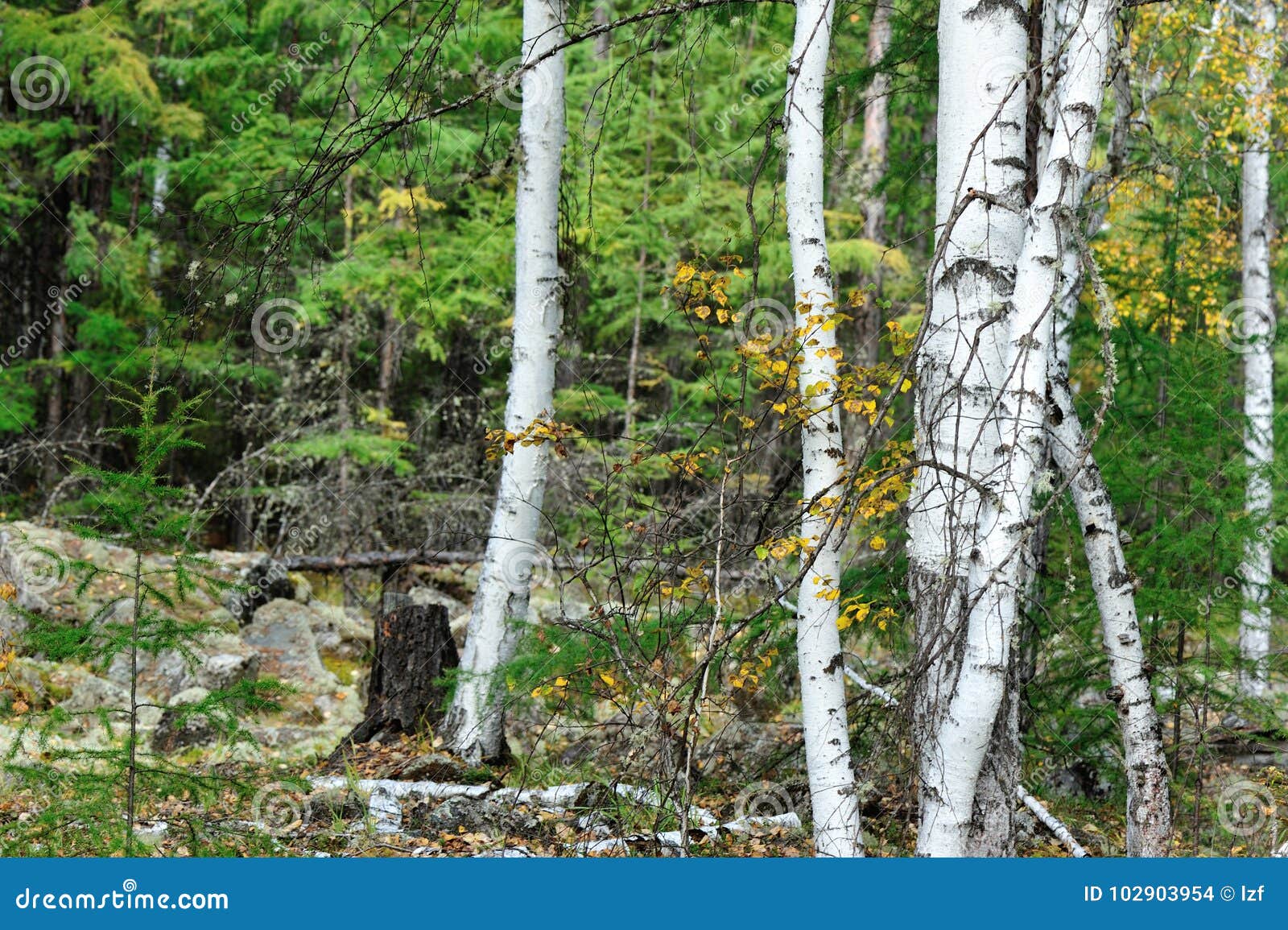 White Birch Trees in Forest Stock Photo - Image of colorful, clouds ...