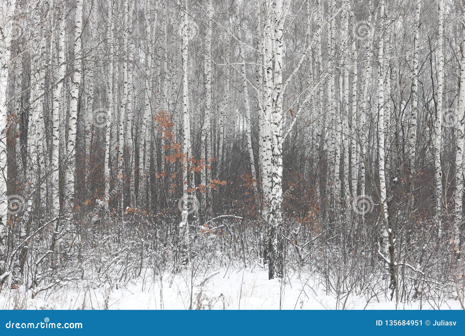 White Birch Trees with Birch Bark in Birch Forest among Other Birches ...