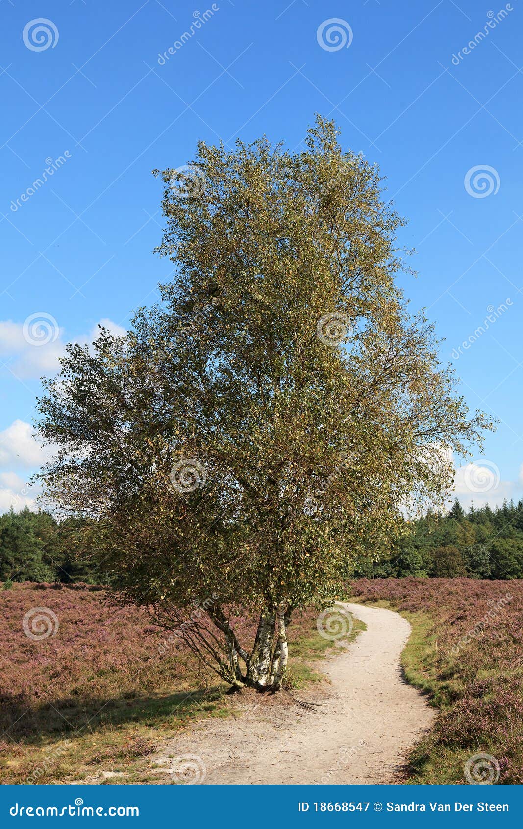 White Birch Trees on Field of Heath Stock Image - Image of purple ...