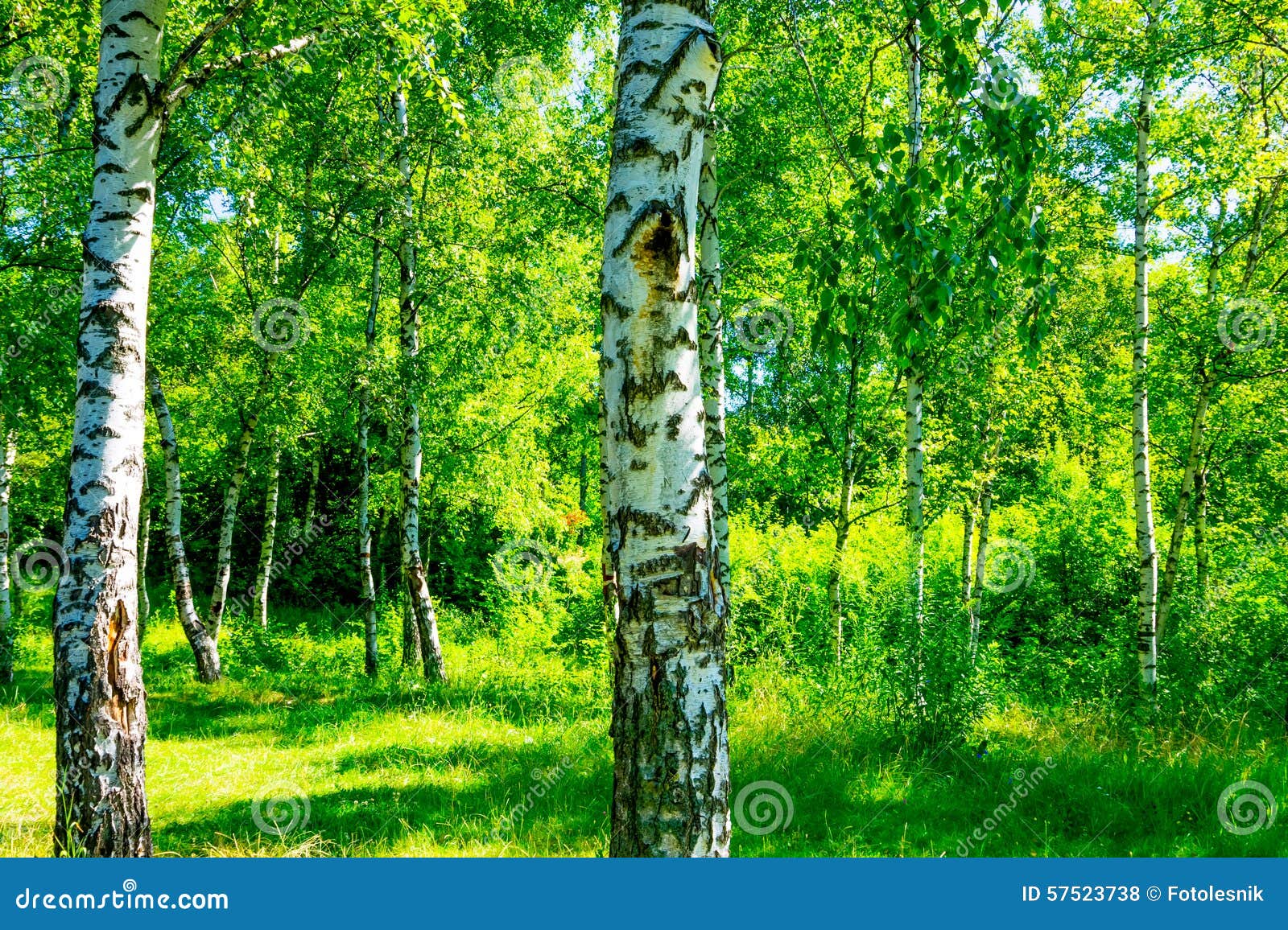 White Birch Trees in the Forest Stock Photo - Image of plant, tree ...