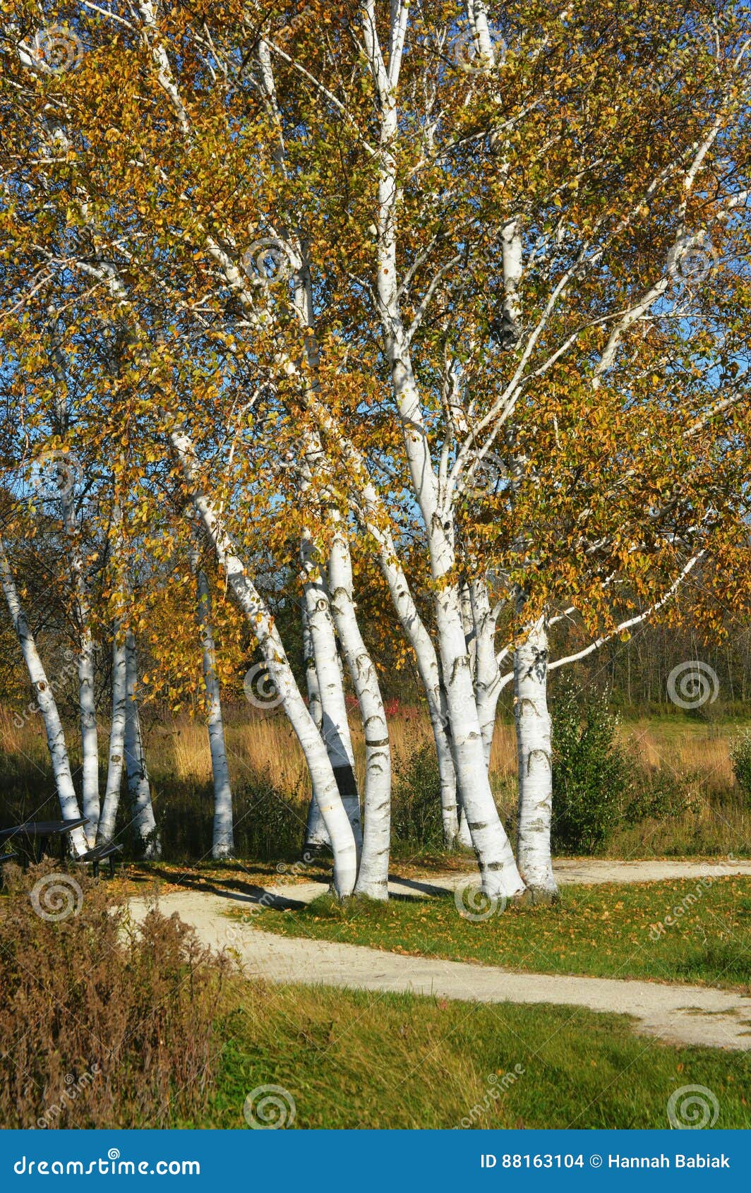 White Birch Trees stock photo. Image of trunks, white - 88163104