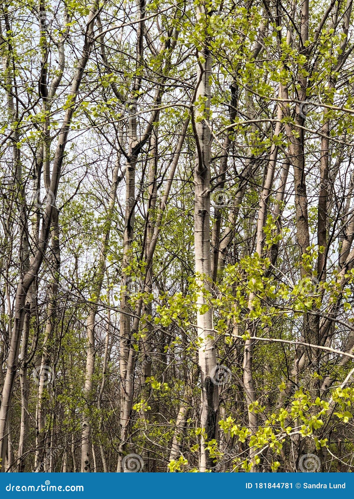 White Birch Trees during Spring in Forest Stock Image - Image of white ...