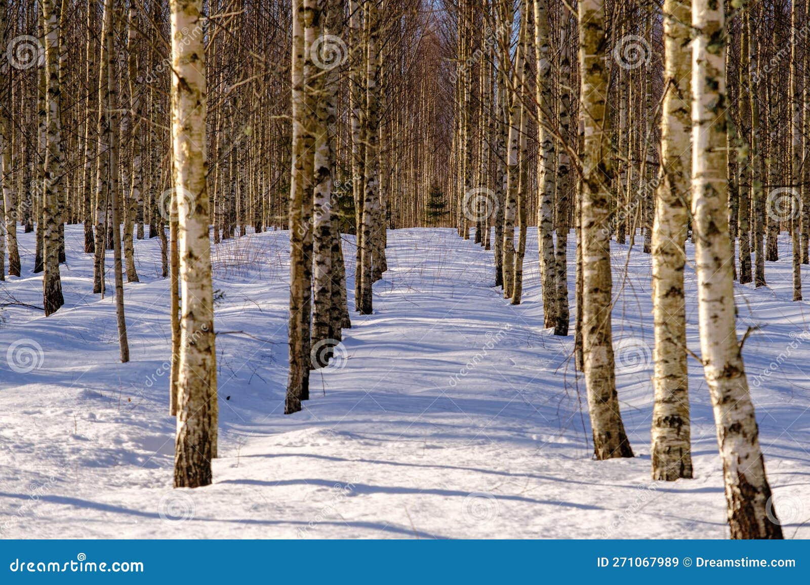 White Birch Trees in Winter Forest, Texture Background Birch. Landscape ...