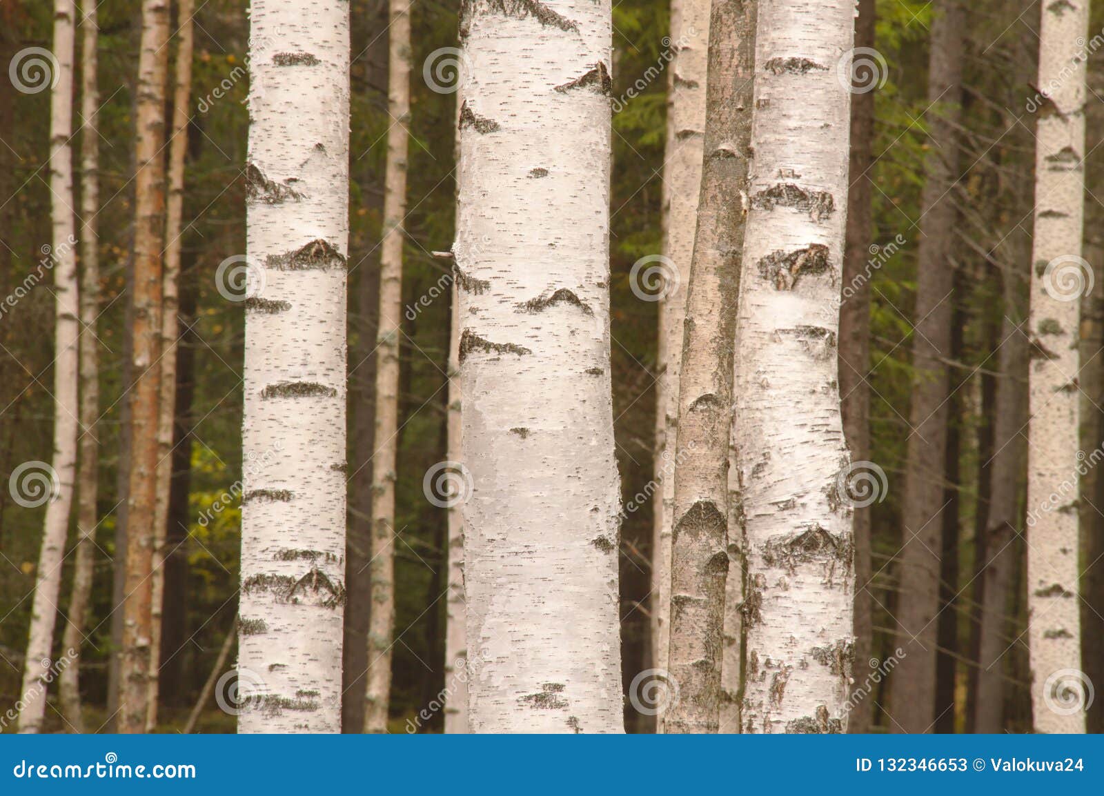 White Birch Trunks in the Forest Stock Image - Image of trees, nature ...