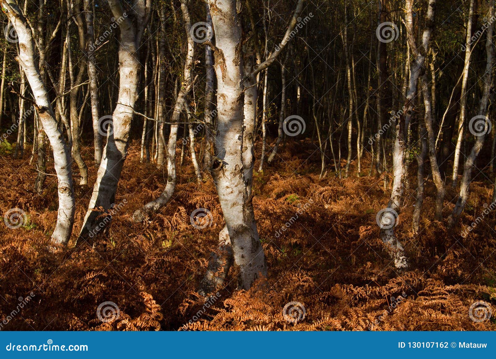 White Birches and Brown Ferns Stock Photo - Image of birches, ferns ... White Birches and Brown Ferns Stock Photo - Image of birches, ferns ...