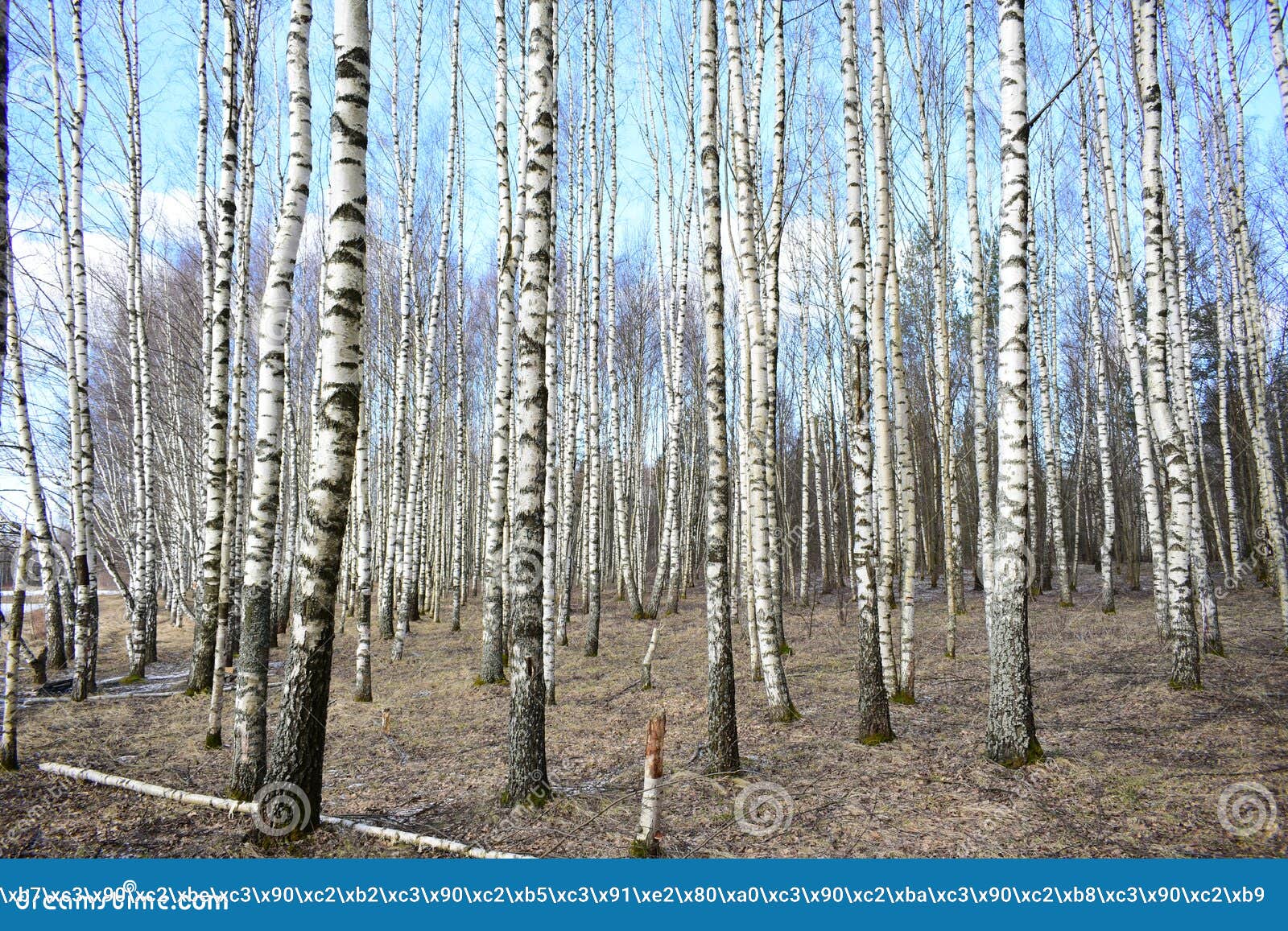 White Birches in the Forest. Dry Grass. White Tall Tree Trunks. Blue ...