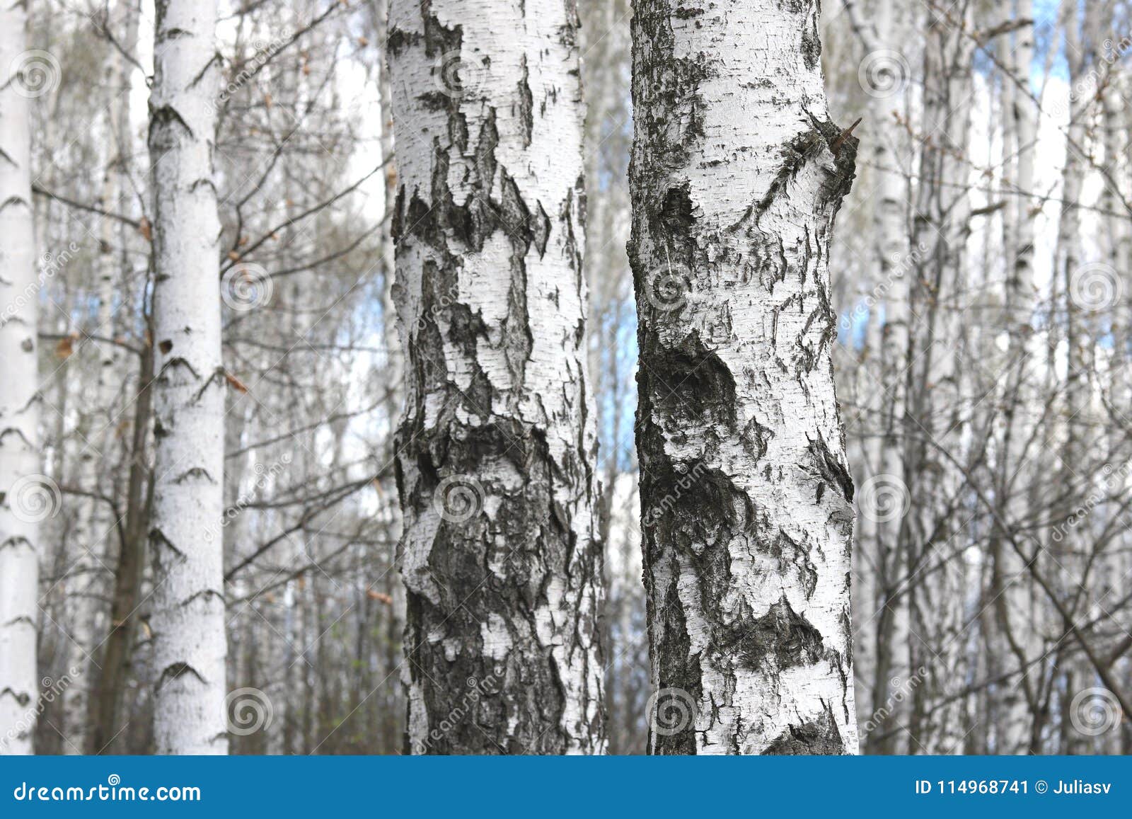 White birches in spring stock image. Image of beauty - 114968741