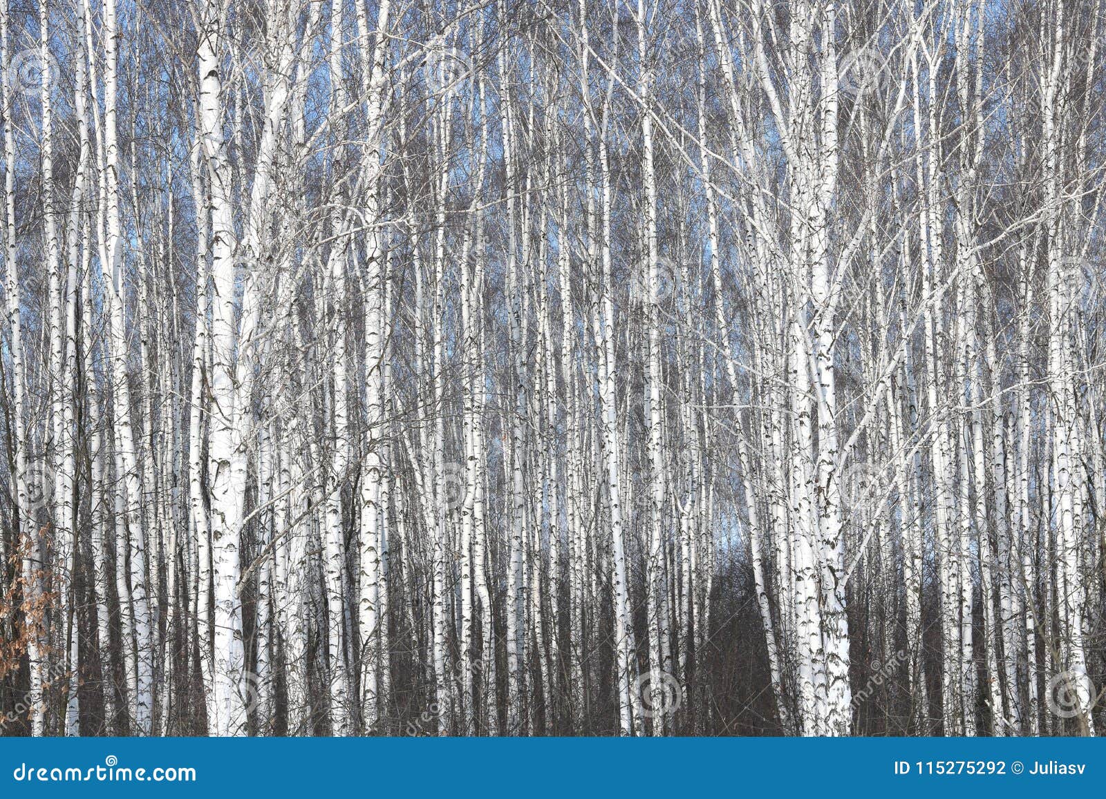 White birches in spring stock photo. Image of close - 115275292