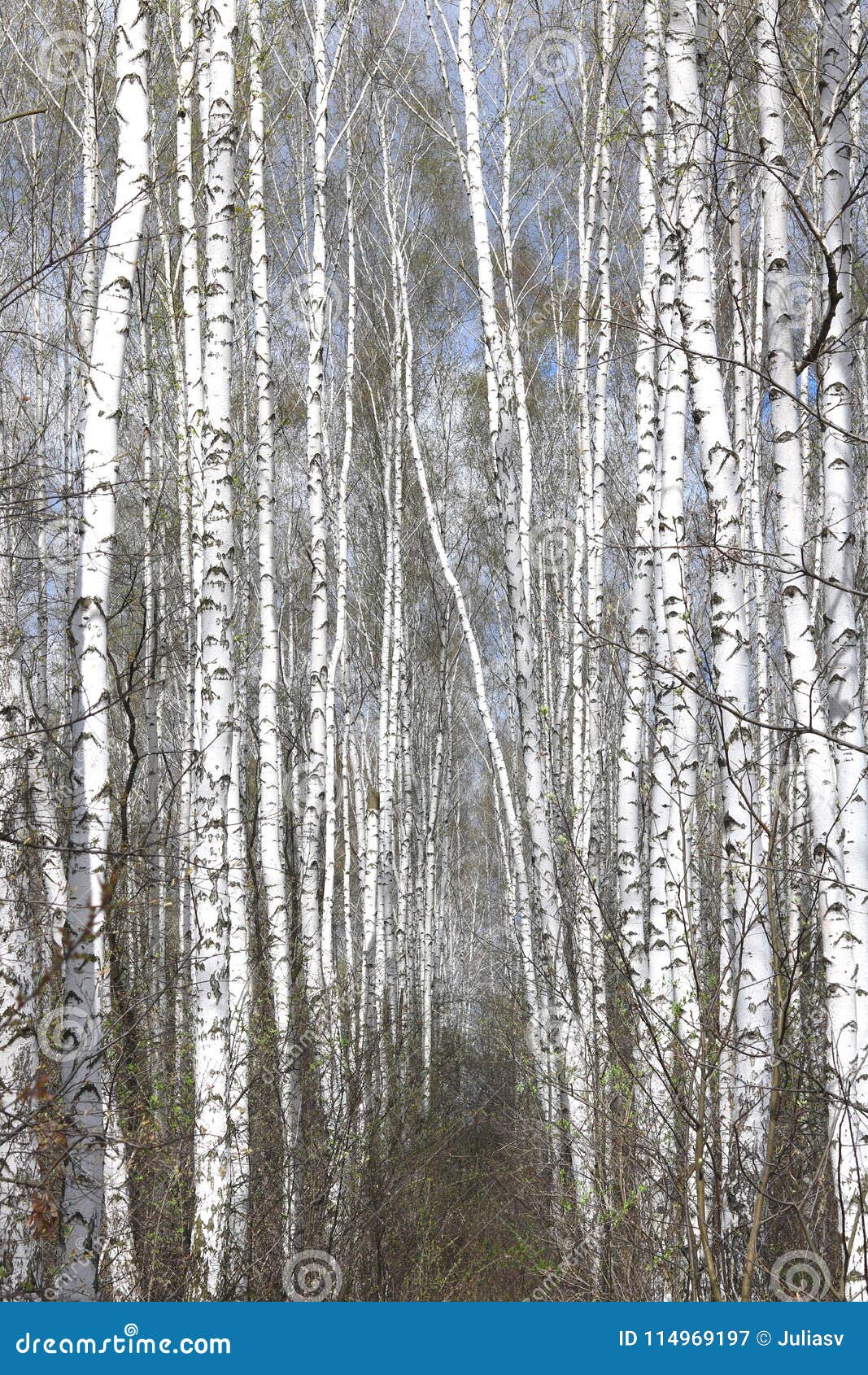 White birches in spring stock image. Image of betula - 114969197
