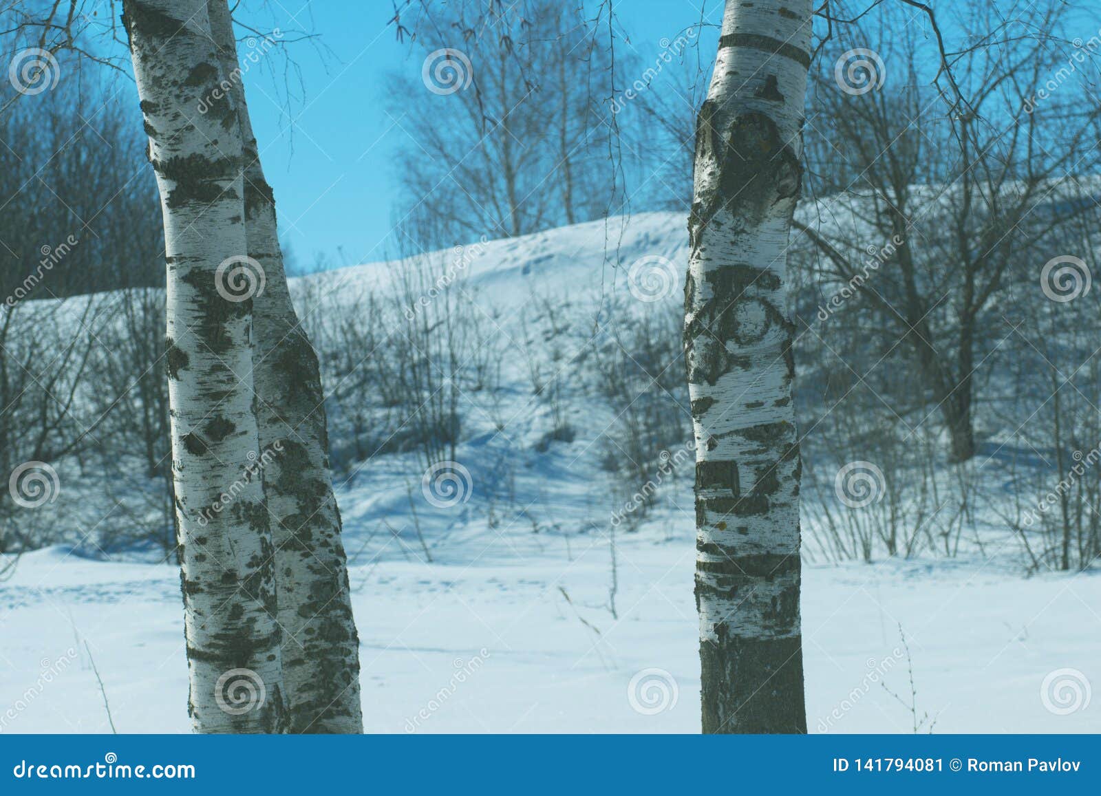 White Birches in the Spring Forest Stock Image - Image of snow, birch ...