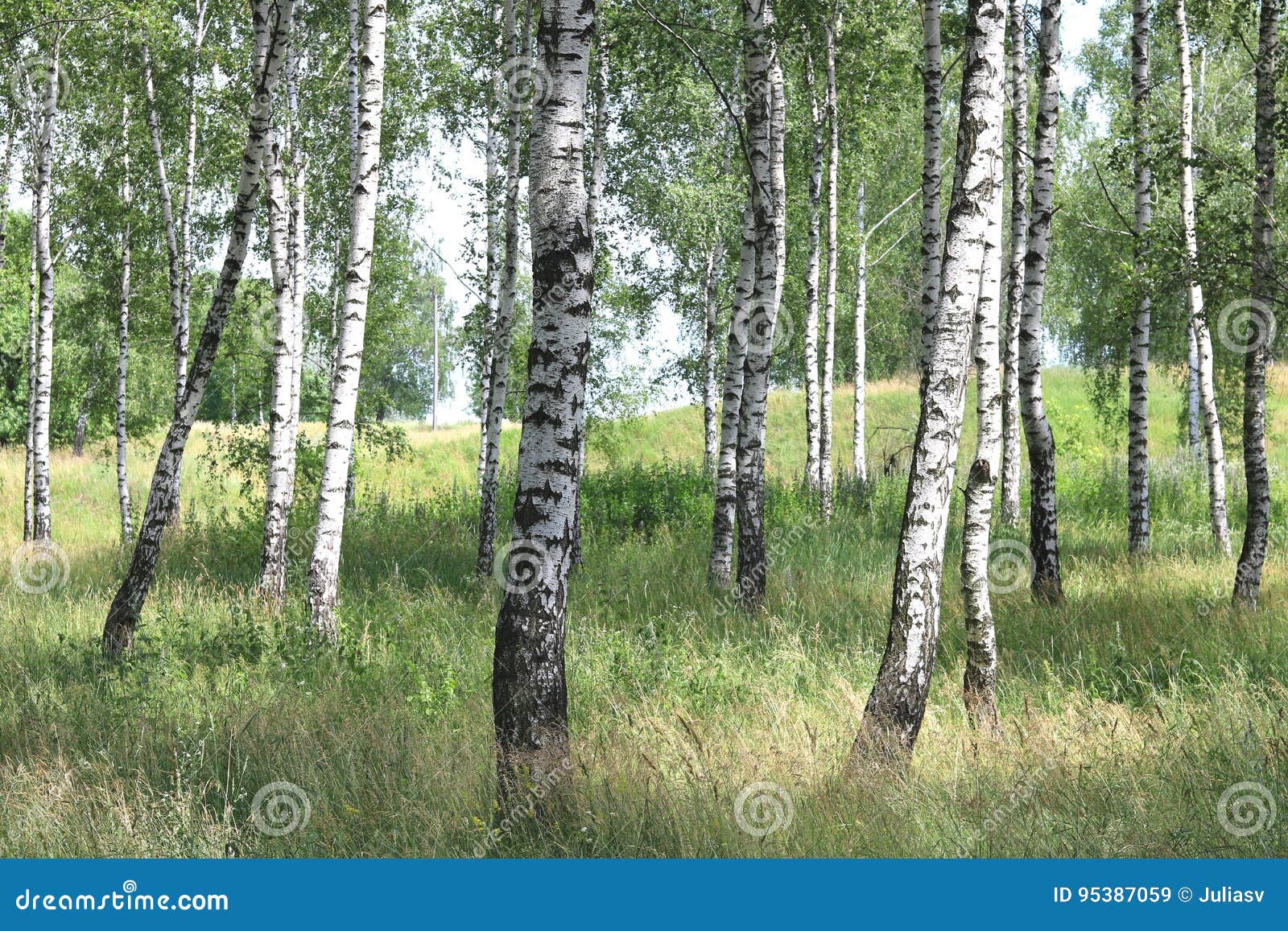 White Birches in Summer in Birch Grove Stock Image - Image of nature ...