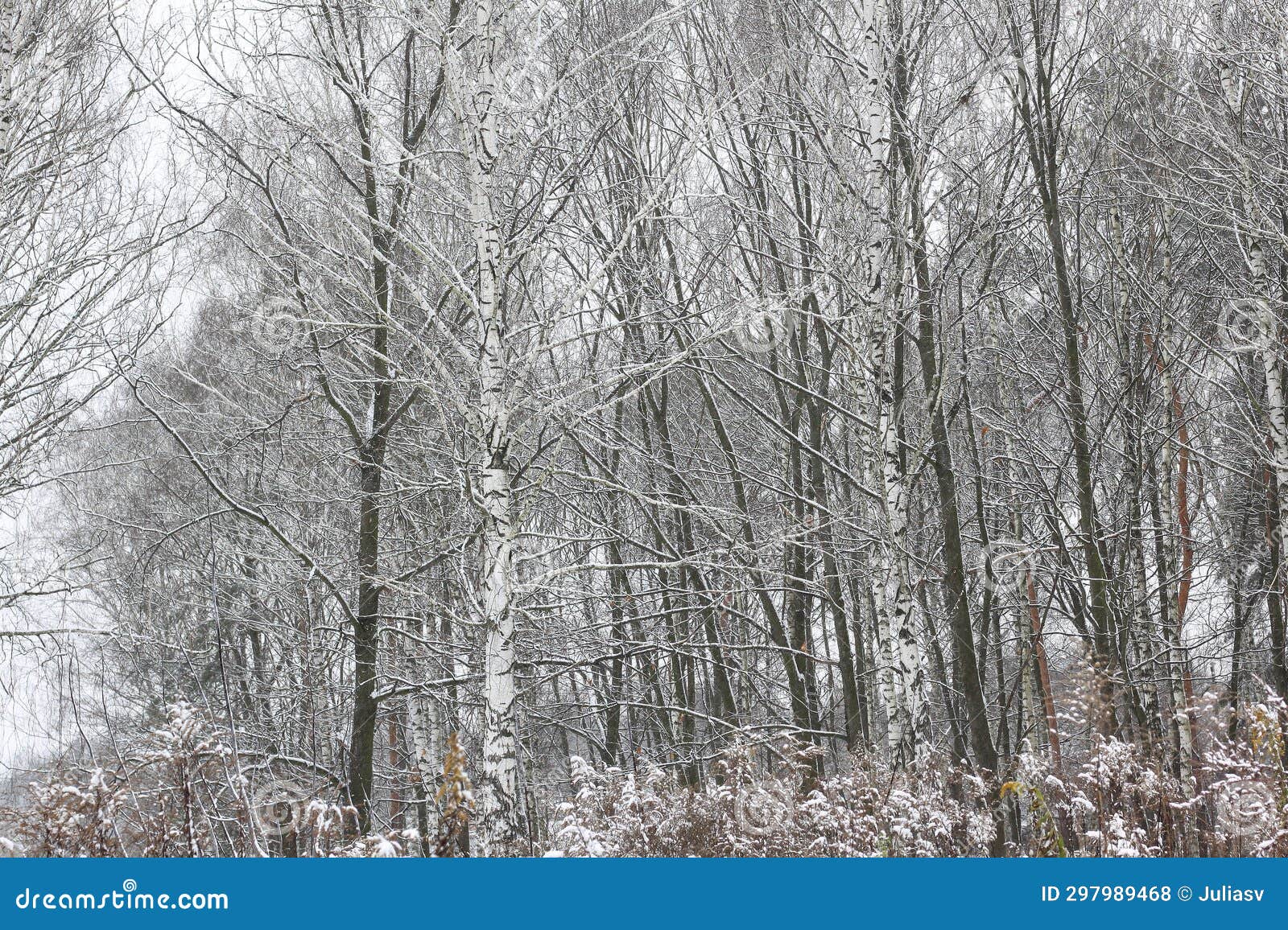 White Birches in Winter on Snow Stock Photo - Image of bark, blizzard ...