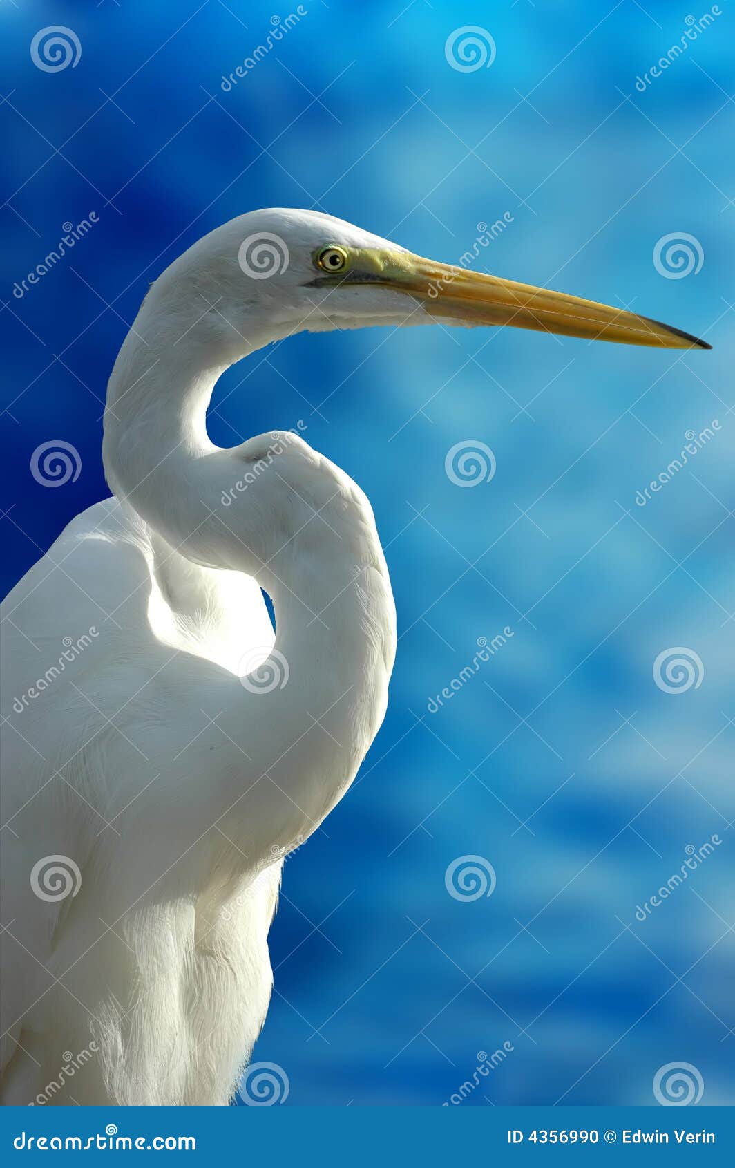 105 Flourish Animals Stock Photos - Free & Royalty-Free Stock Photos ...