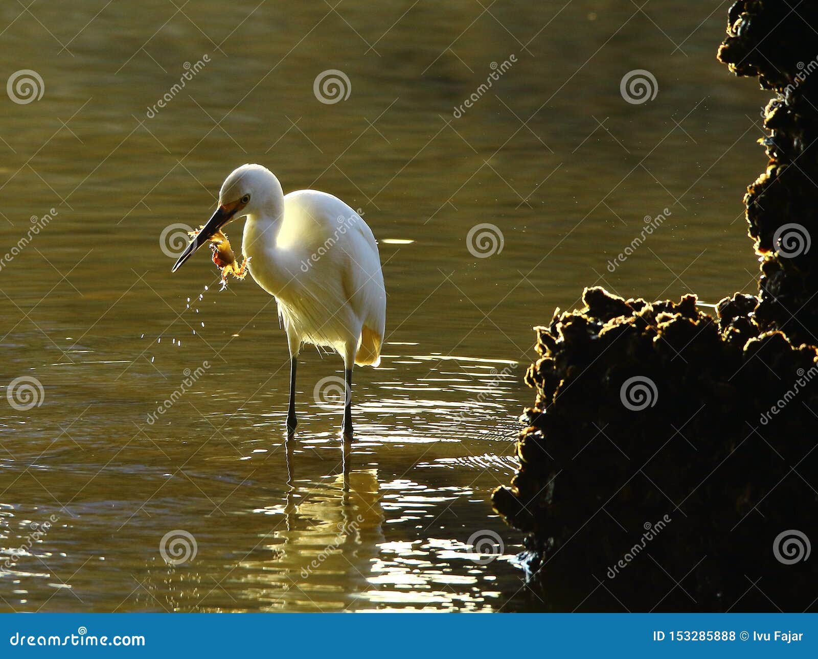White bird on the beach stock photo. Image of beach - 153285888