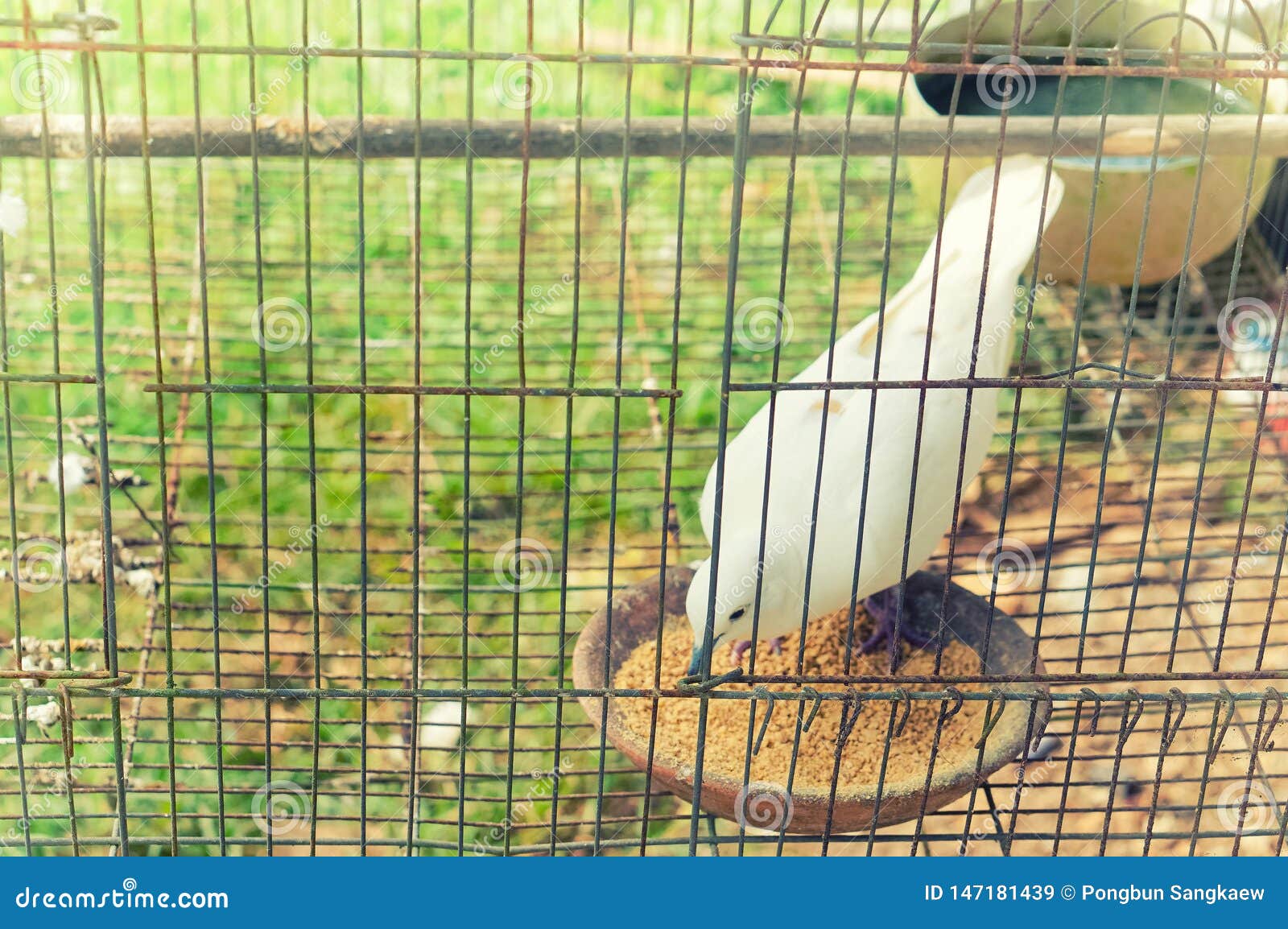 White Bird in Cage ,abstract Freedom Concept Picture Stock Image ...
