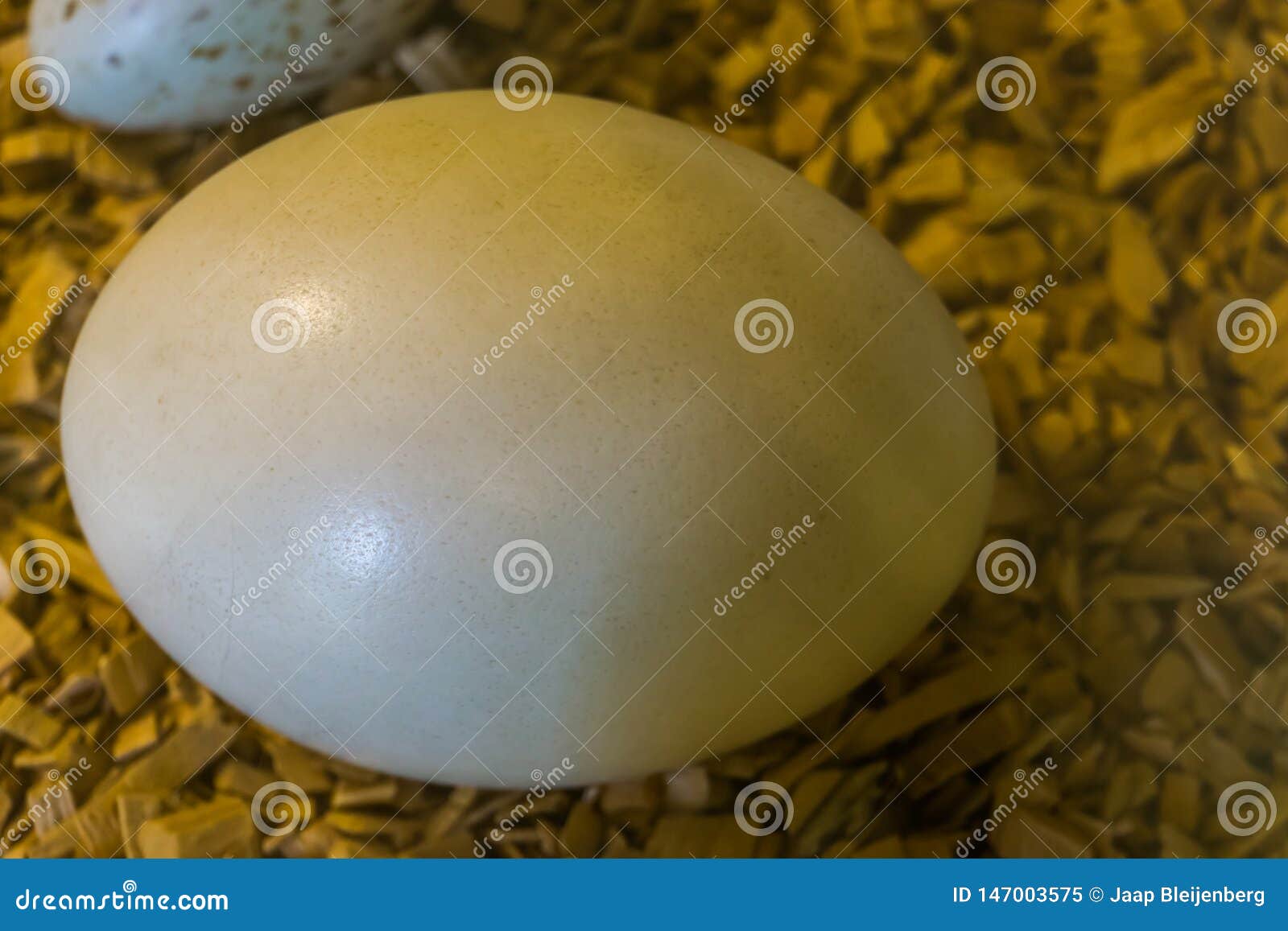 White Bird Egg in Macro Closeup, Bird Reproduction Stock Image - Image ...