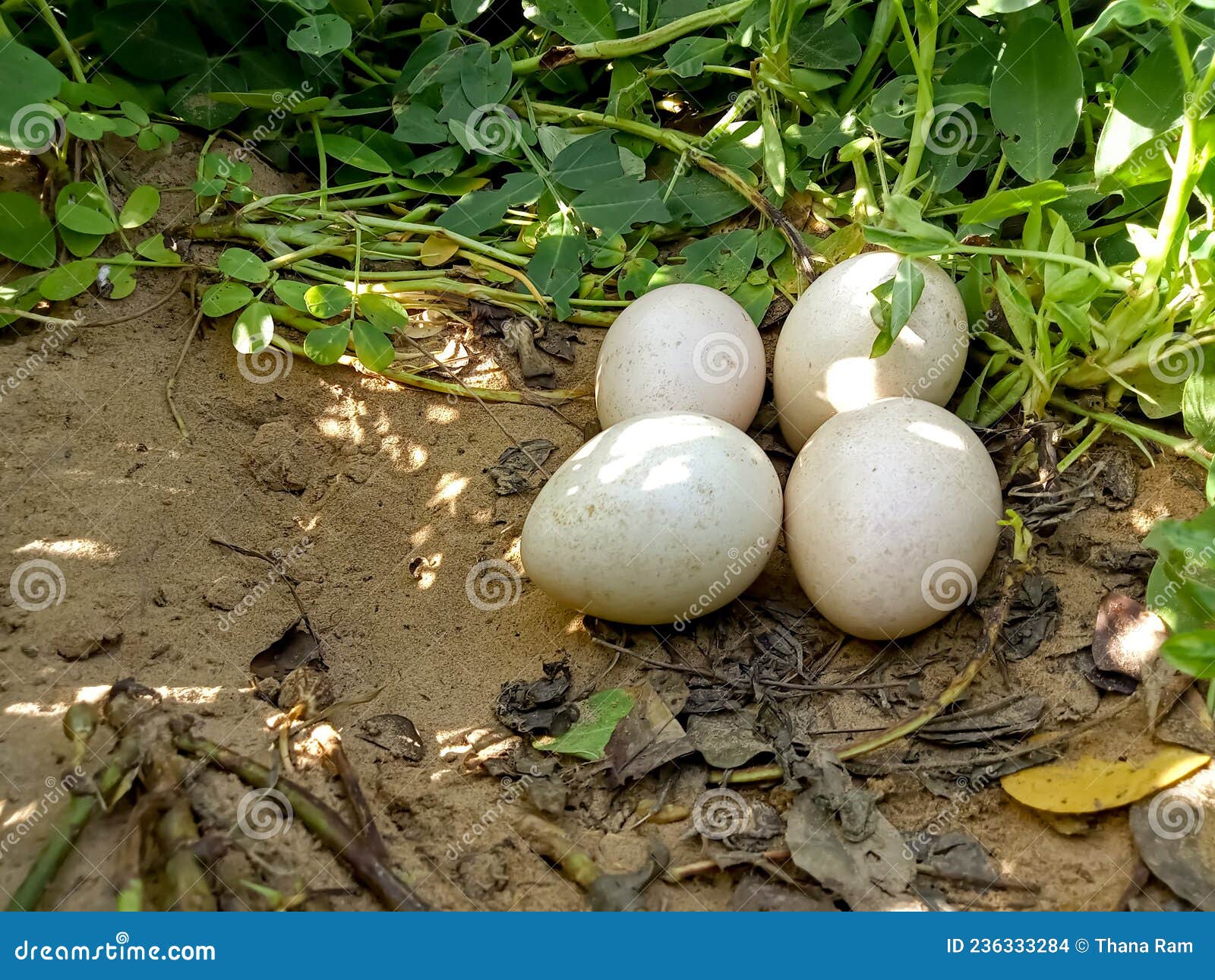 White Bird Eggs in the Field Stock Photo - Image of rural, bird: 236333284