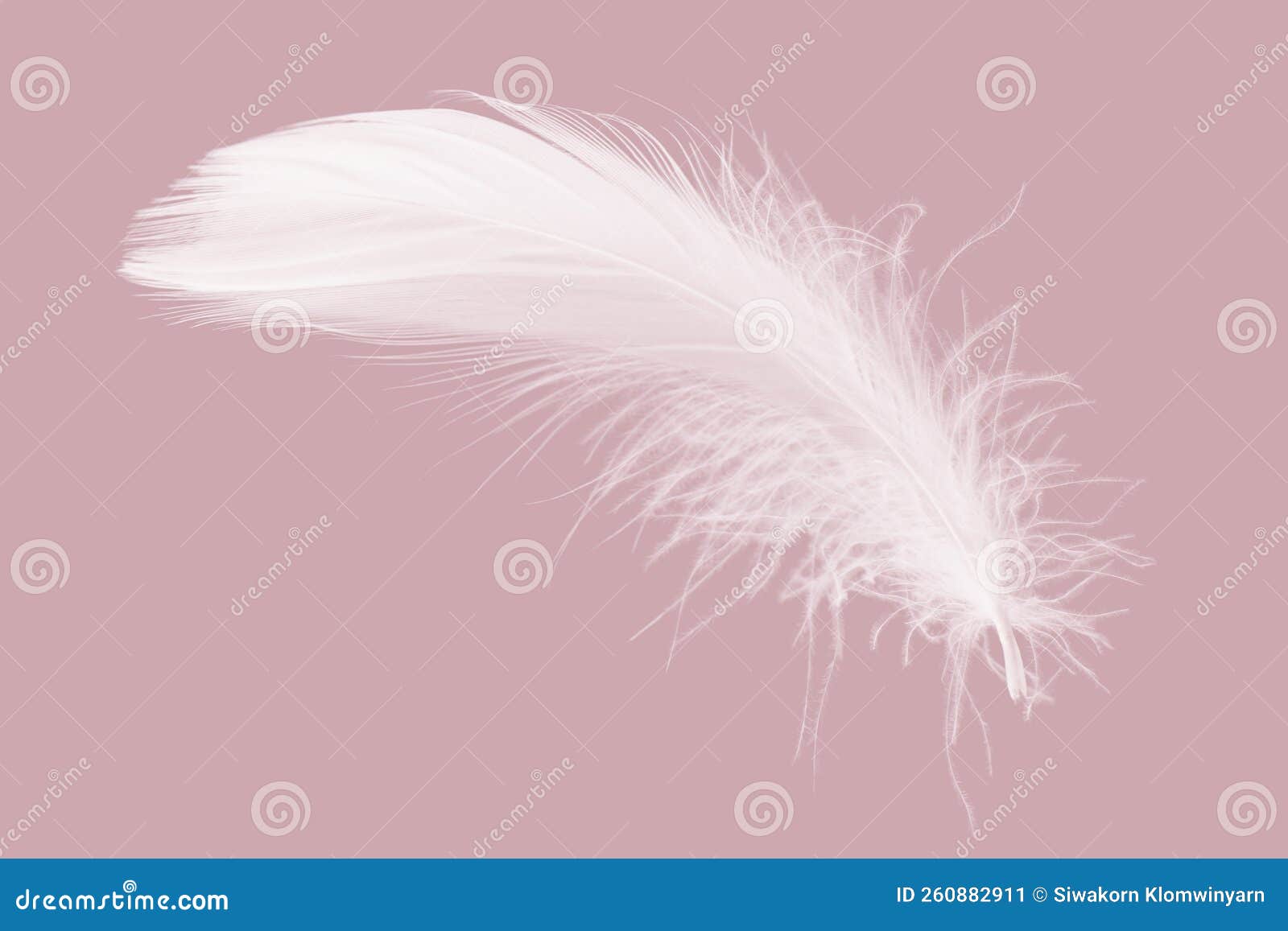 White Bird Feather Isolated on Pink Background. Floating Swan Feather ...