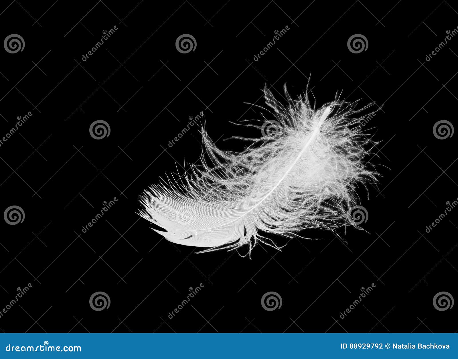 Animated Feather Alone Image