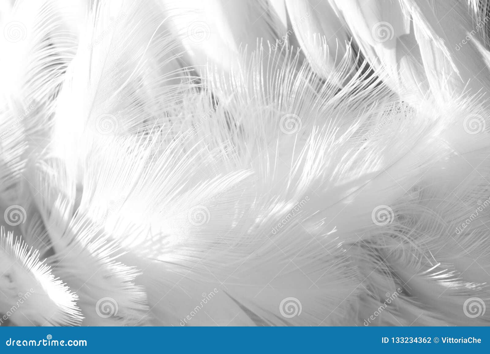 3,497 Gentle Feathers Stock Photos - Free & Royalty-Free Stock Photos ...