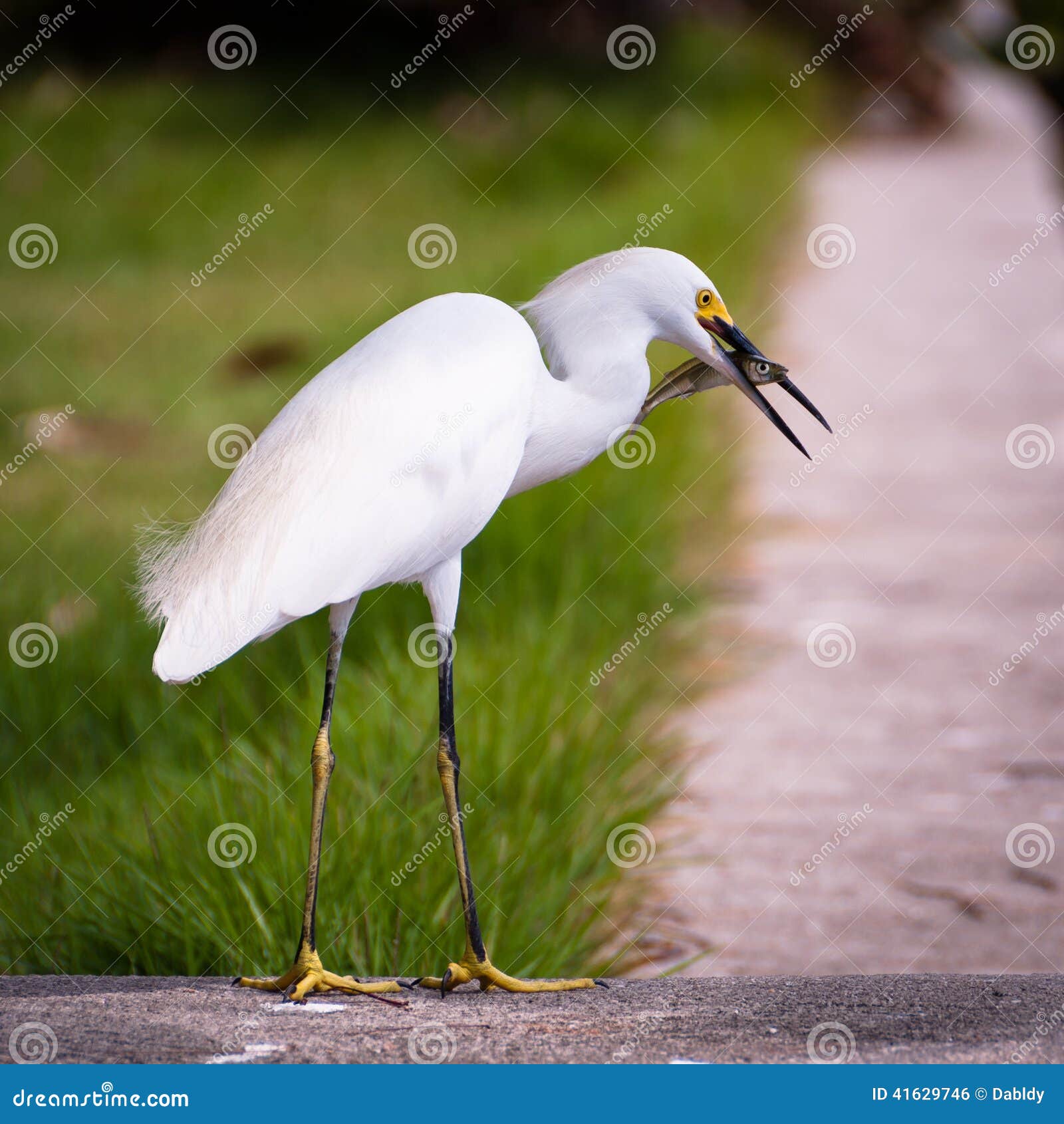 White Bird with Fish stock photo. Image of eating, janeiro - 41629746