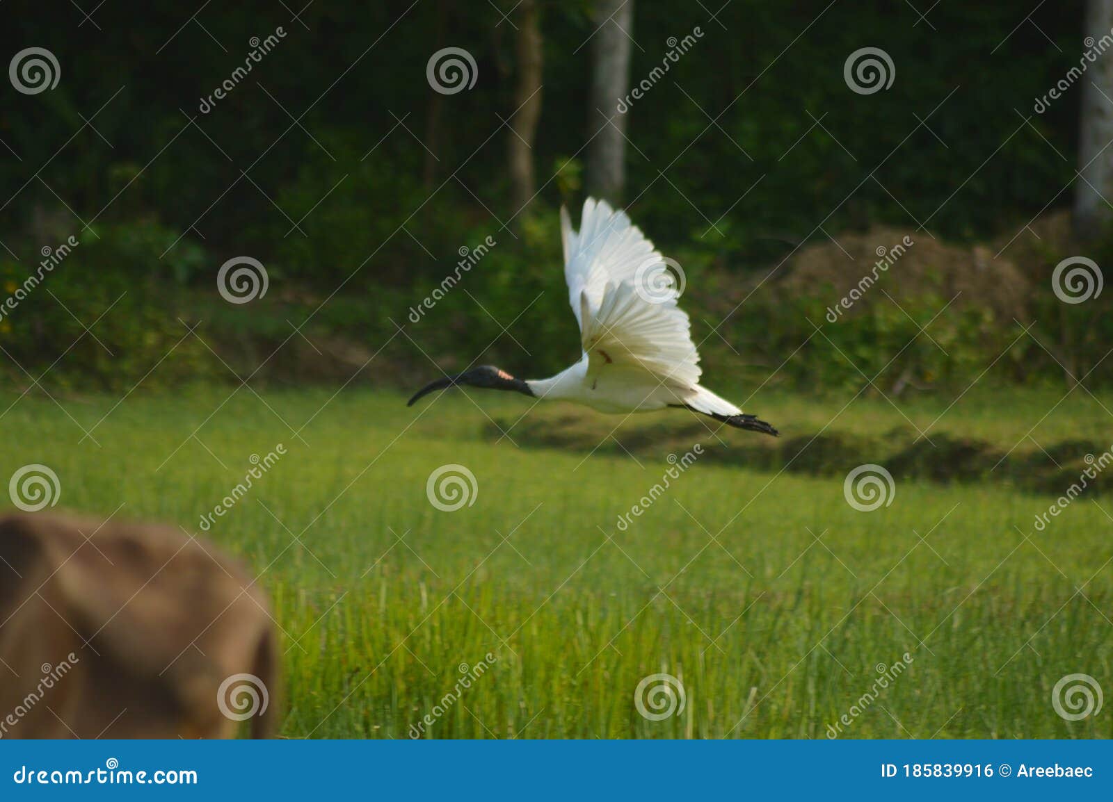 White bird on flight stock photo. Image of wildlife - 185839916