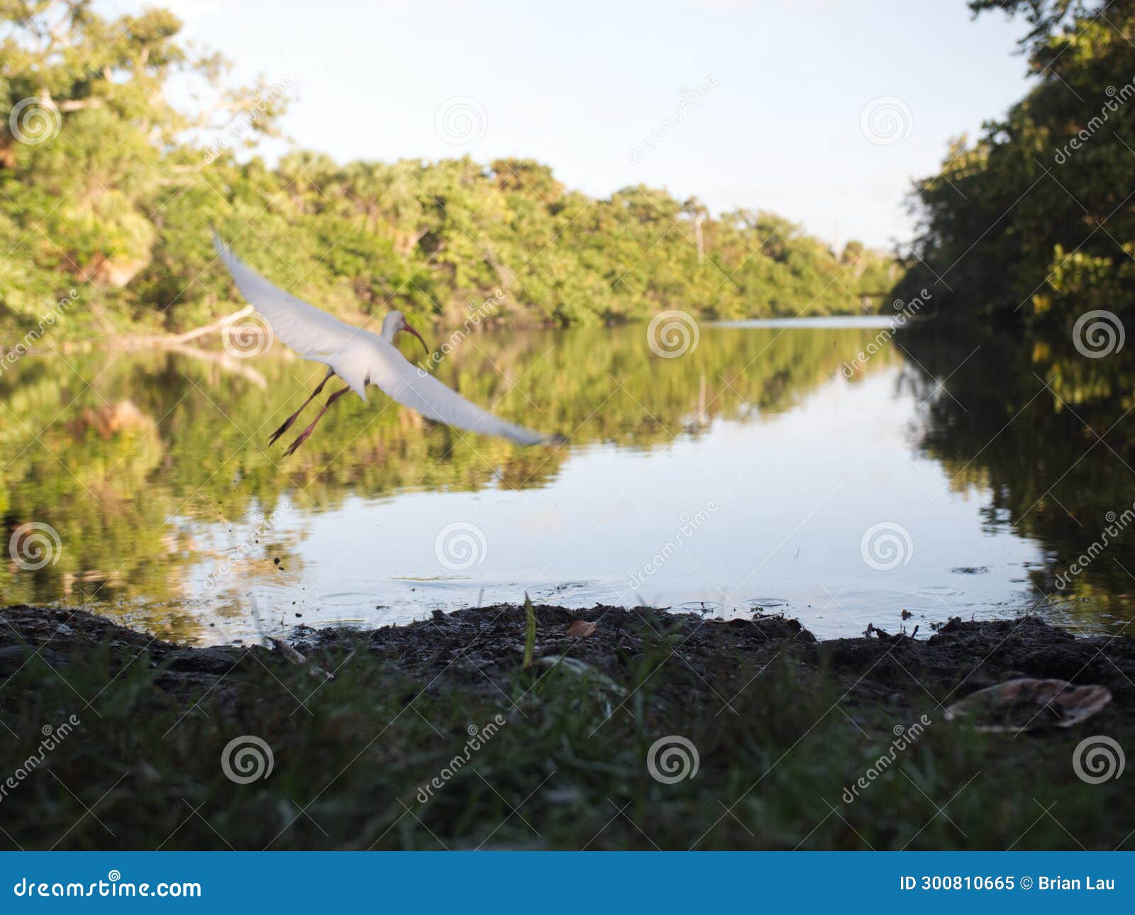 White Bird in Flight by the Riverside Stock Image - Image of graceful ...