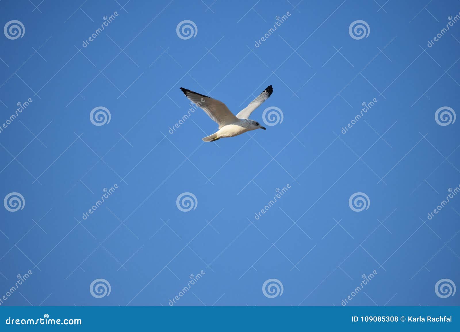 White bird in flight stock photo. Image of soar, bird - 109085308