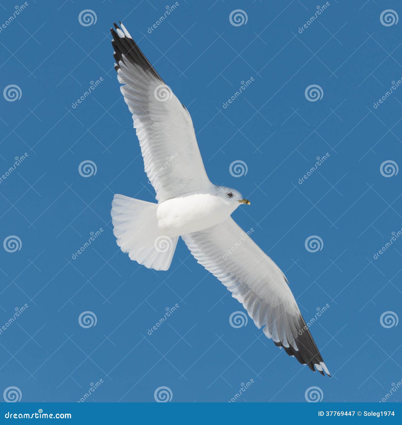 White bird fly on blue sky stock image. Image of closeup - 37769447