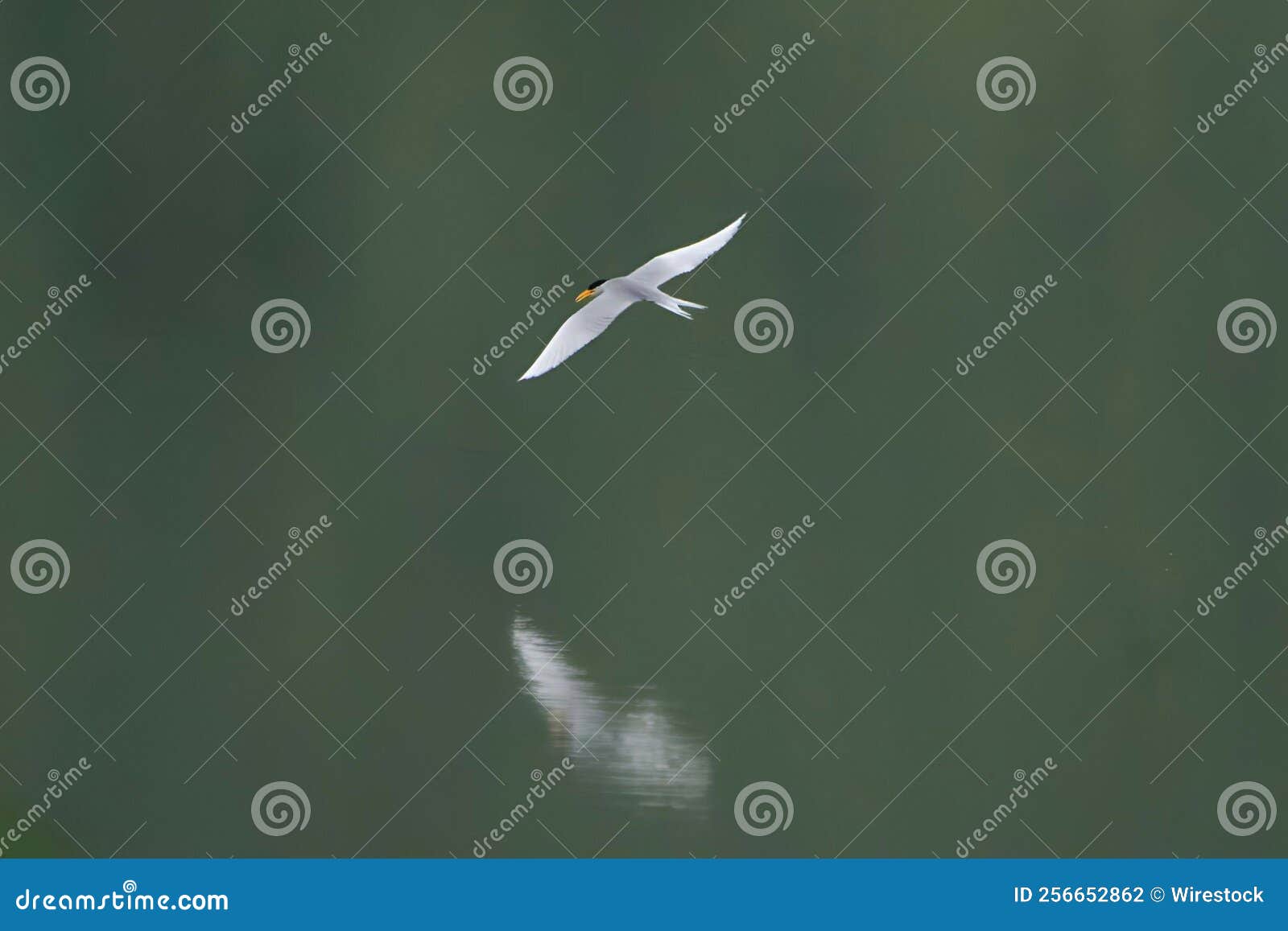 White Bird Flying Over the River Stock Photo - Image of nature, wild ...