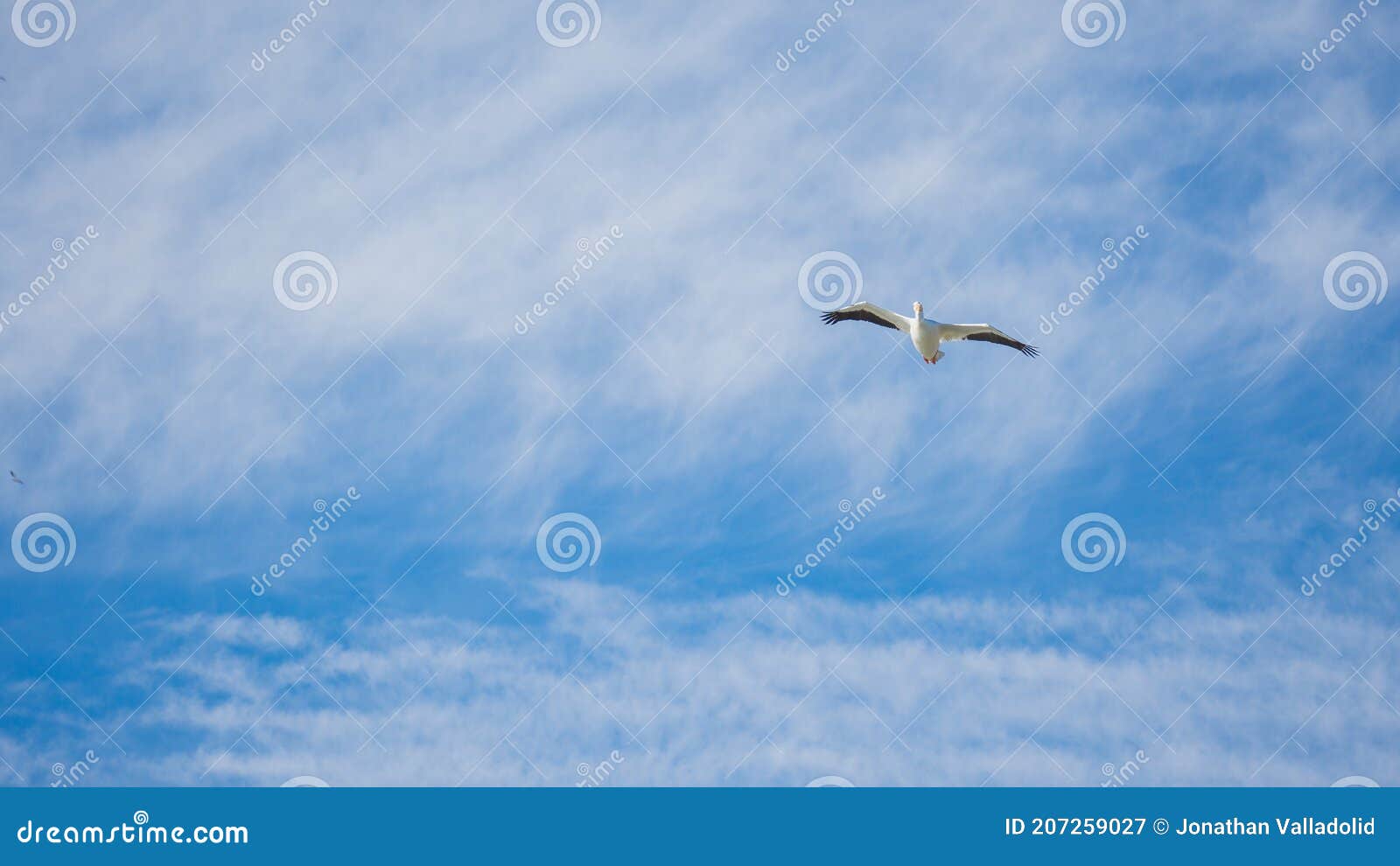 White Bird Flying in the Sky Stock Image - Image of flight, natural ...