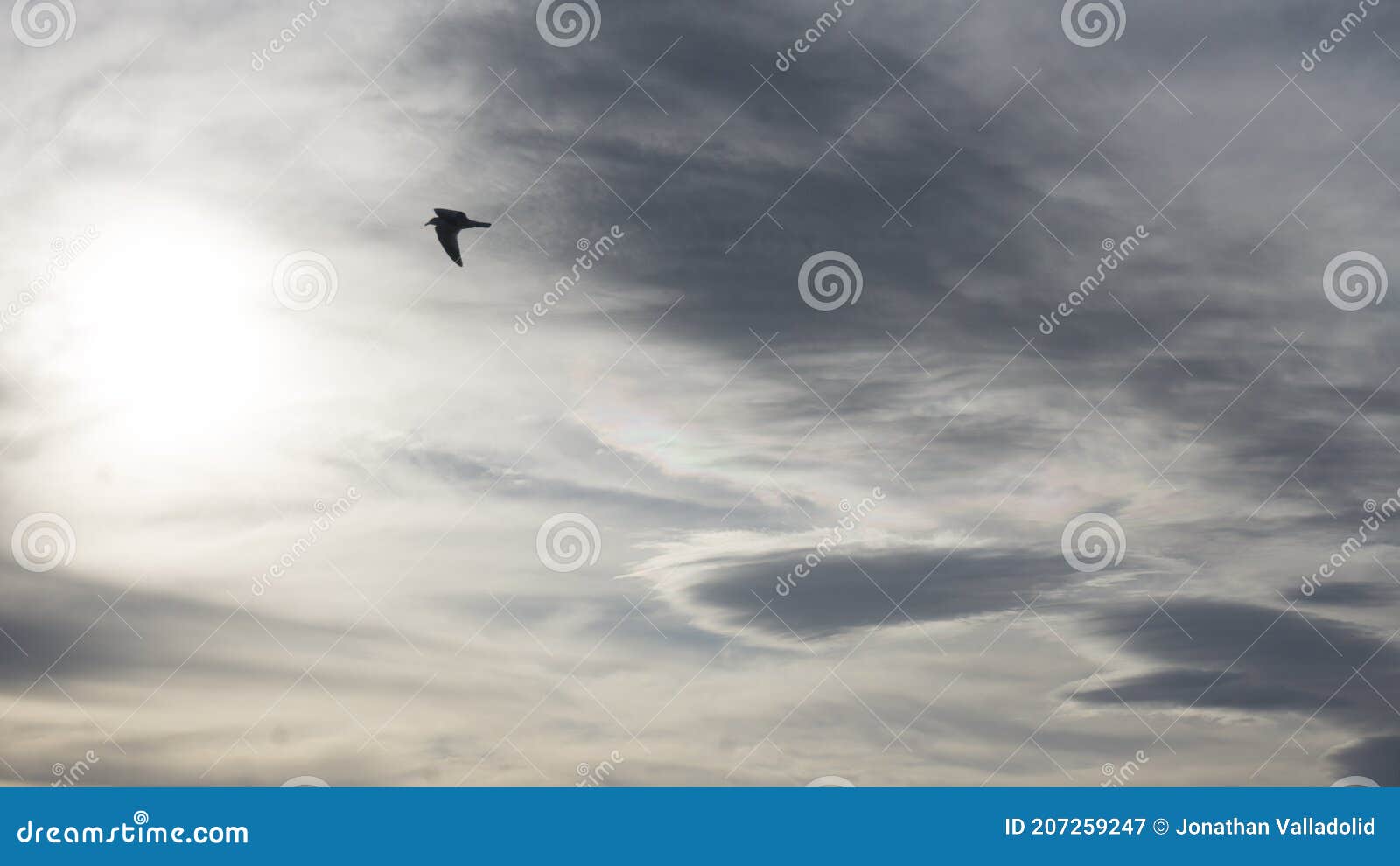 White Bird Flying in the Sky in Backlight Stock Image - Image of ...
