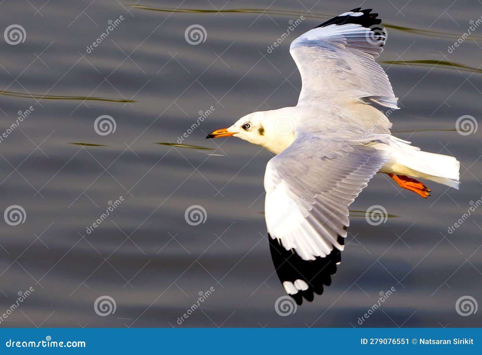 White Bird Isolated Flew Over the Water Stock Image - Image of ...