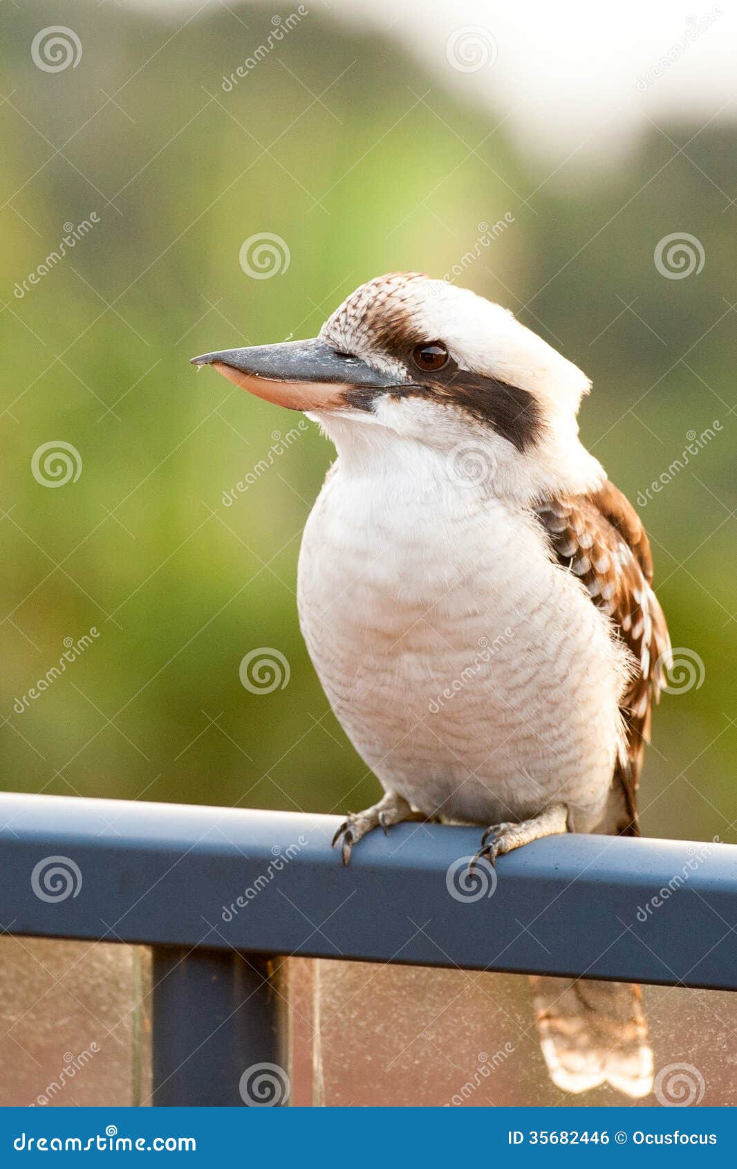 Kookaburra Sitting On Suburban House Fence Royalty-Free Stock Photo ...