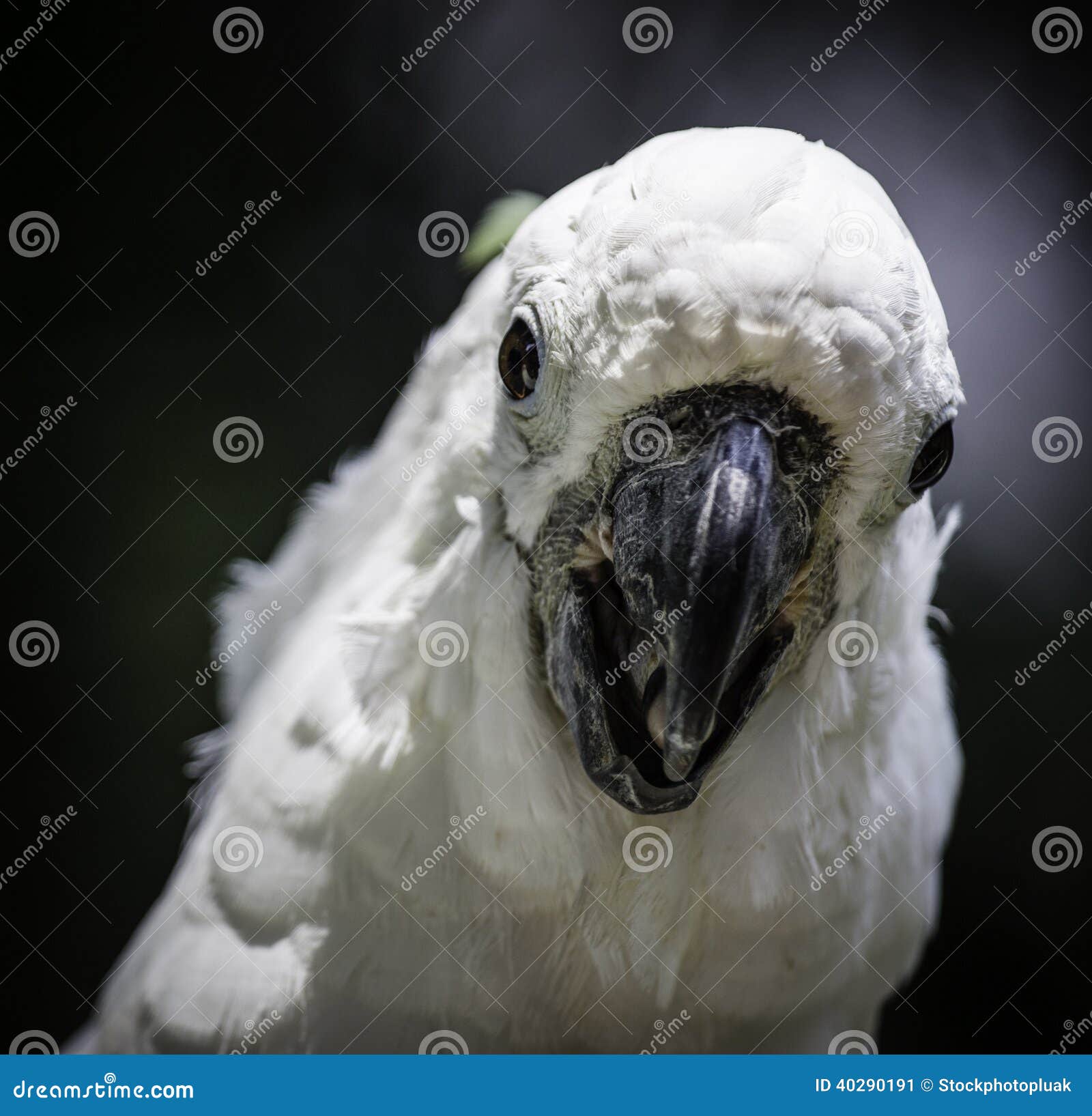 White Bird Parrot Cockatoo Head Stock Image - Image of feather, maccaw ...