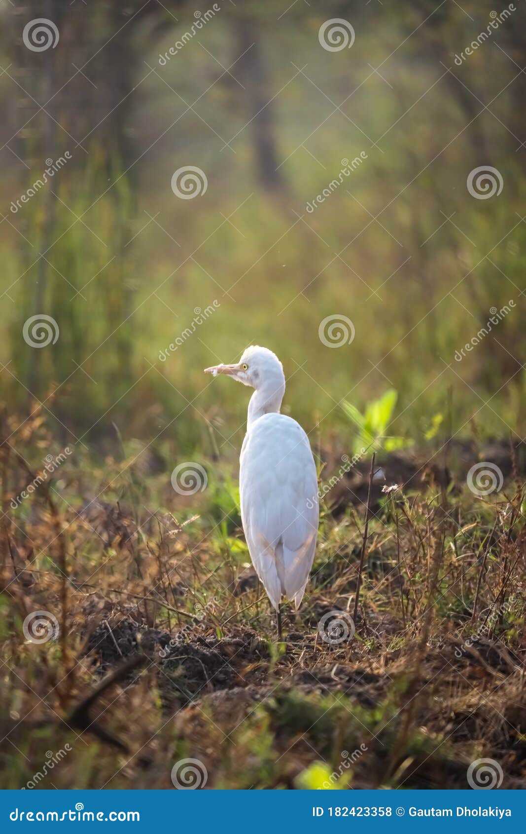 A white bird in rest. stock photo. Image of rest, photoshop - 182423358