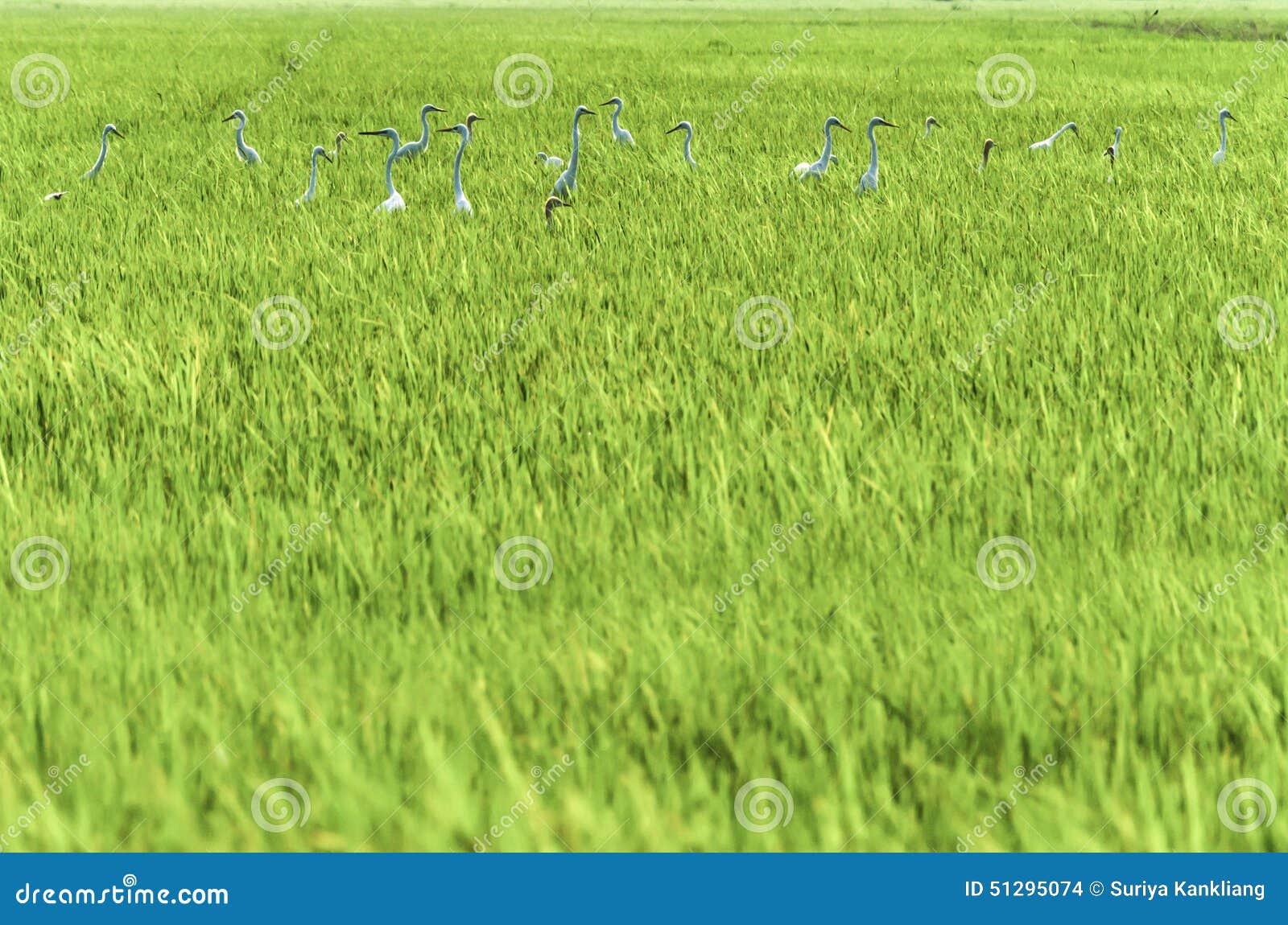 White bird on rice field stock photo. Image of farming - 51295074