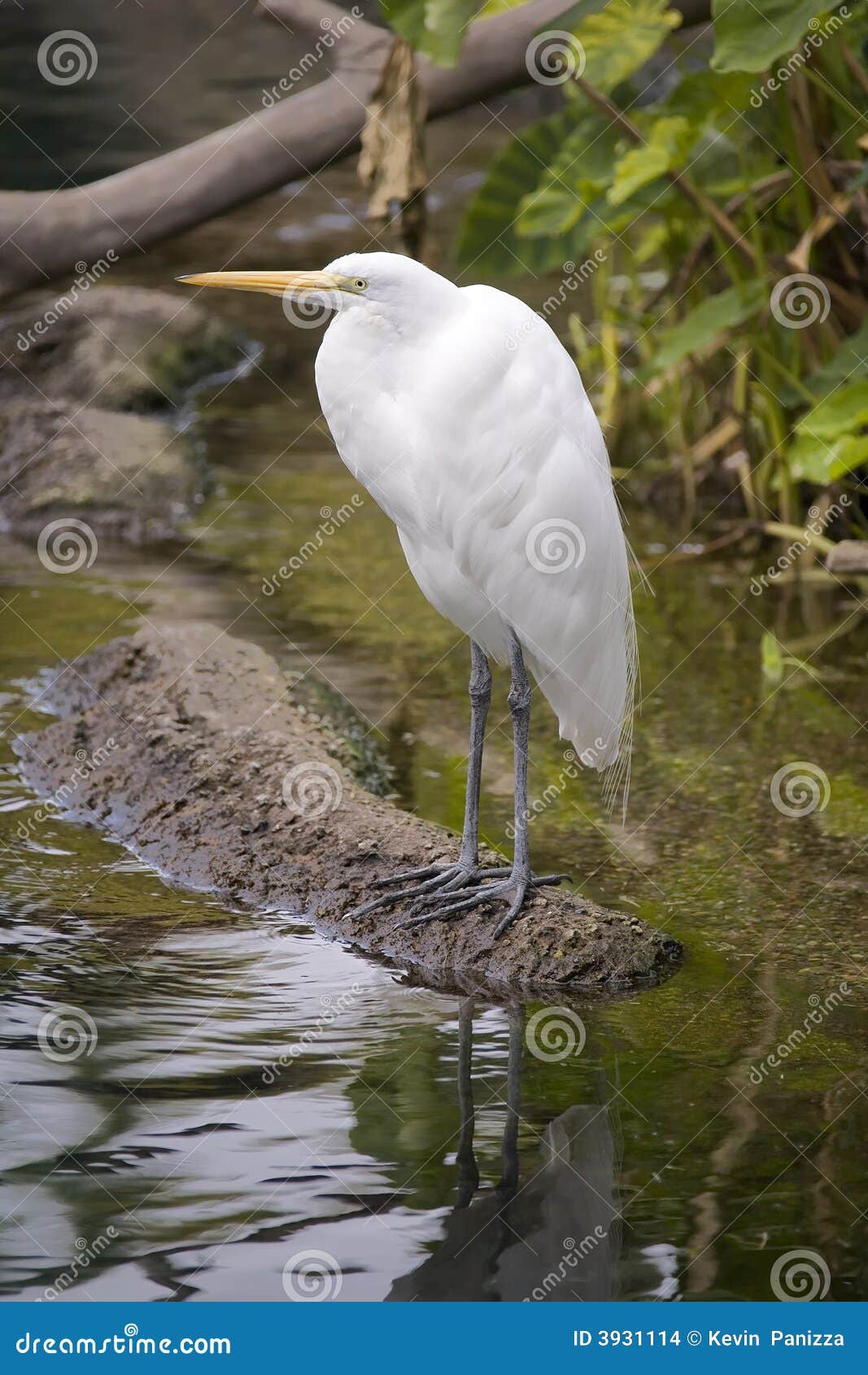 WHITE BIRD SITTING at the EDGE of a RIVER Stock Photo - Image of animal ...