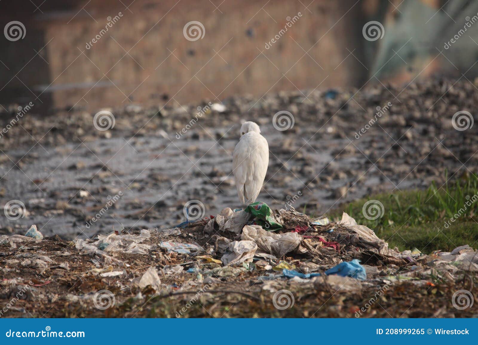 White Bird Sitting on Garbage Pile on the G Stock Image - Image of ...