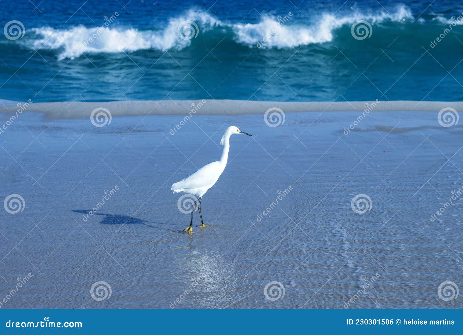 White Bird Walking on the Beach Stock Photo - Image of wing, animal ...