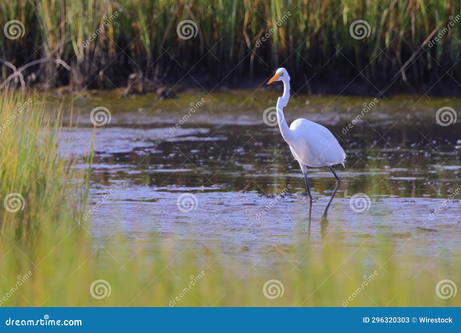 White Bird Walking in the Shallow Water of a Grassy Marshland Stock ...
