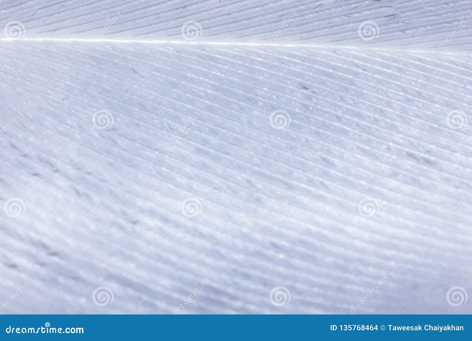 White Bird Wing Pattern, the Texture Background Stock Photo - Image of ...