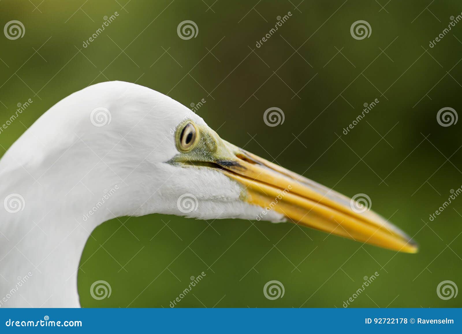 White Bird with Yellow Beak Stock Photo - Image of soft, wildlife: 92722178