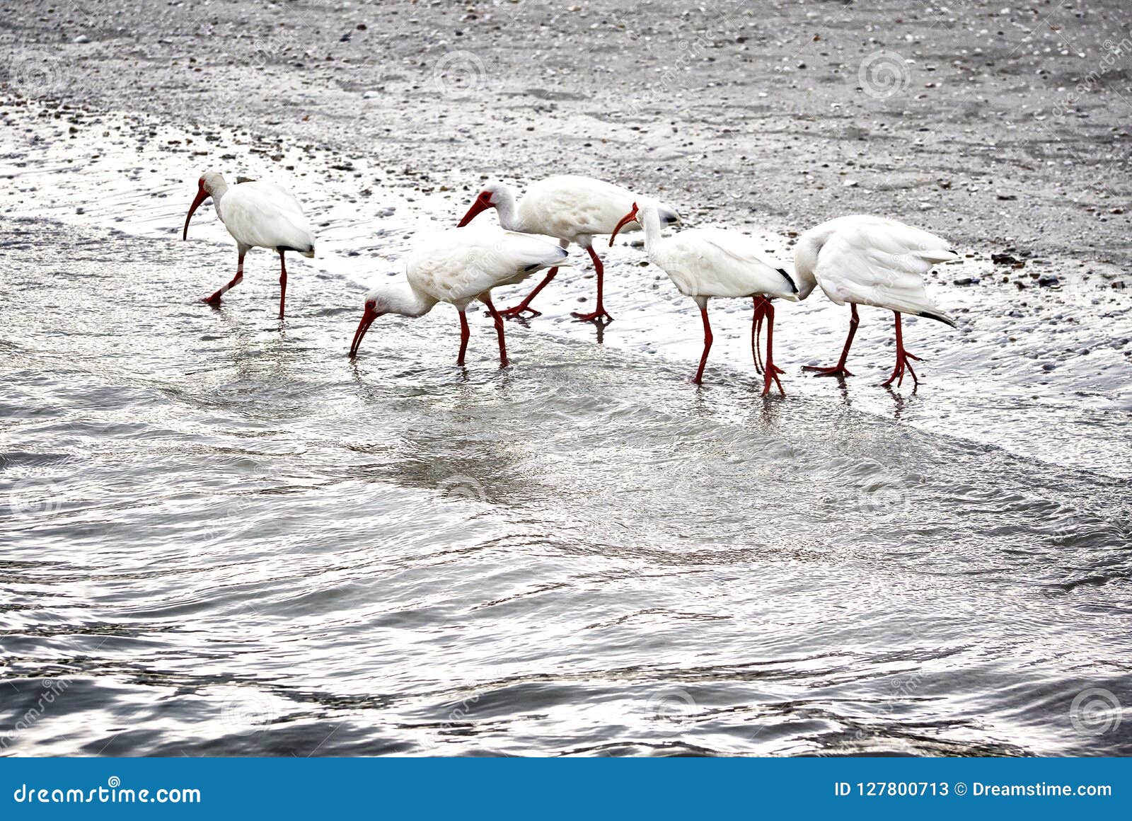 White birds on a beach stock image. Image of swarm, hungry - 127800713