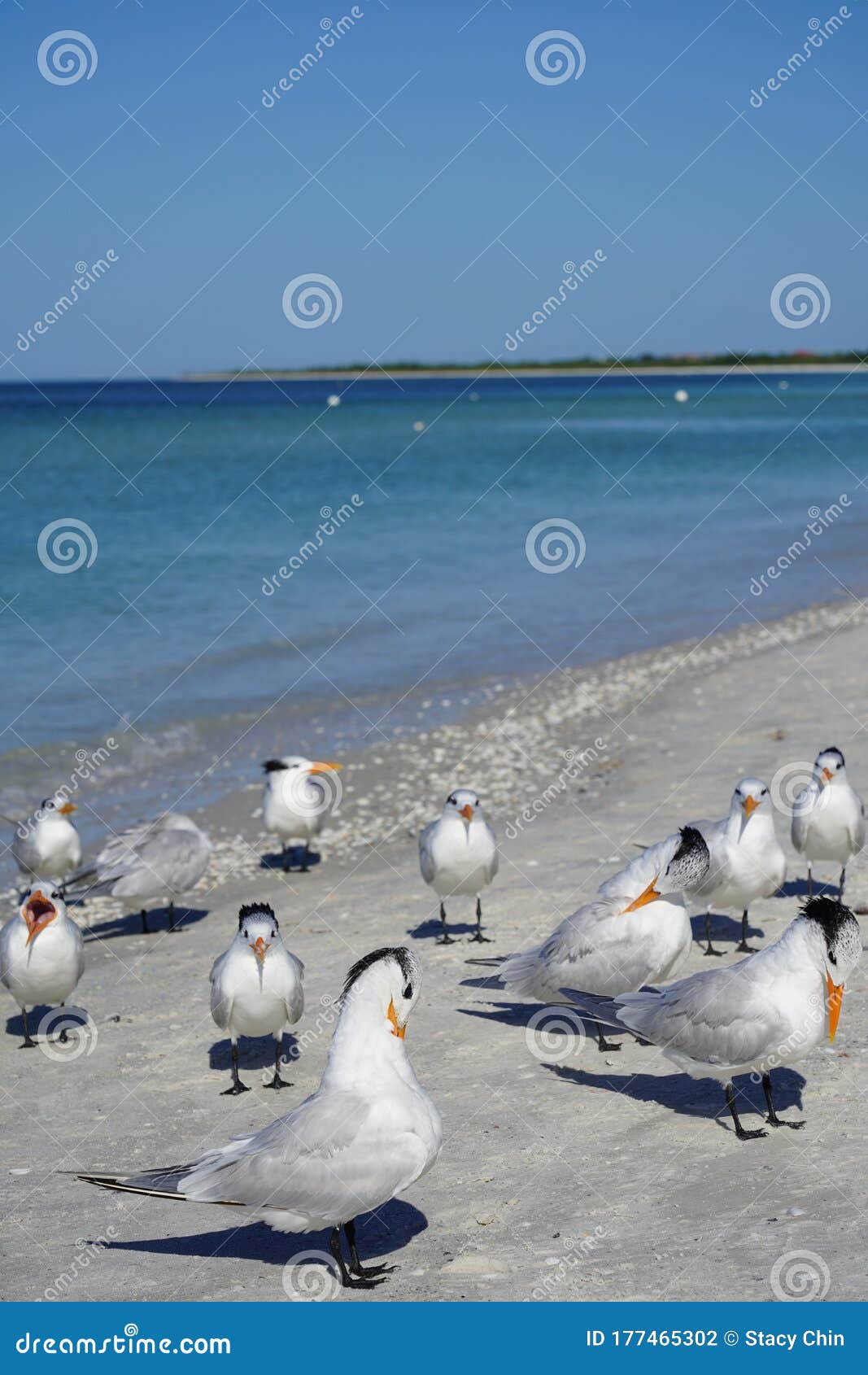 White Birds on the Beach on a Nice Summer Day Stock Photo - Image of ...