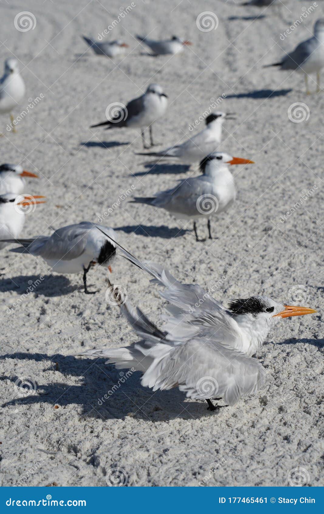 White Birds on the Beach on a Nice Summer Day Stock Image - Image of ...
