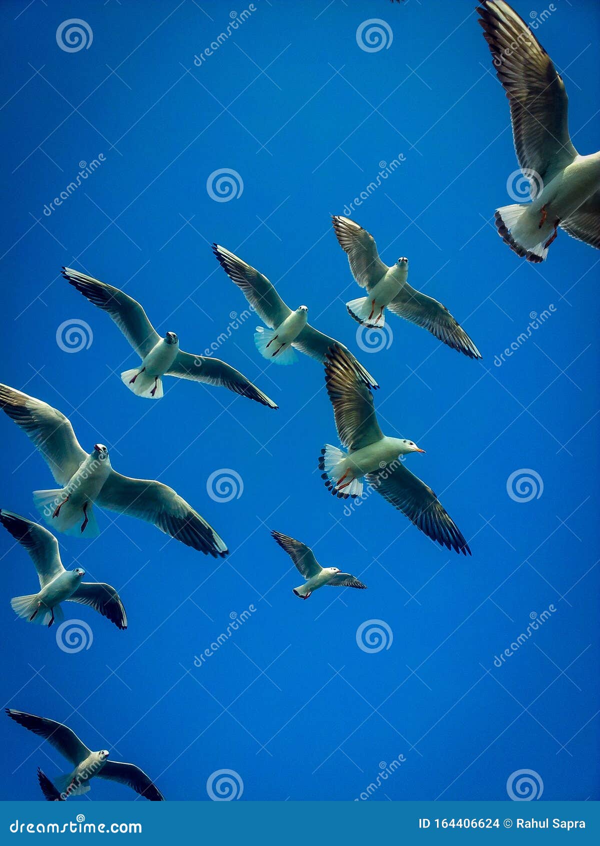 White Birds Flying in the Blue Sky. Birds Flying Together Stock Photo ...