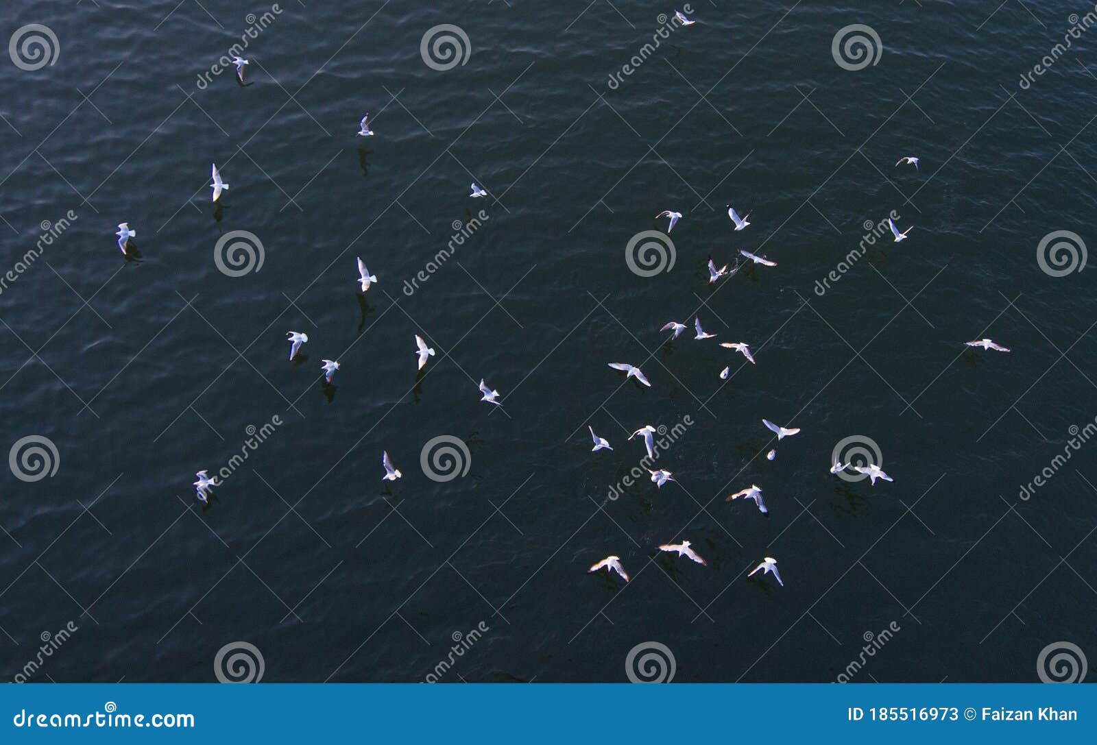 White Birds Flying Over a River Stock Image - Image of seagulls, gulls ...