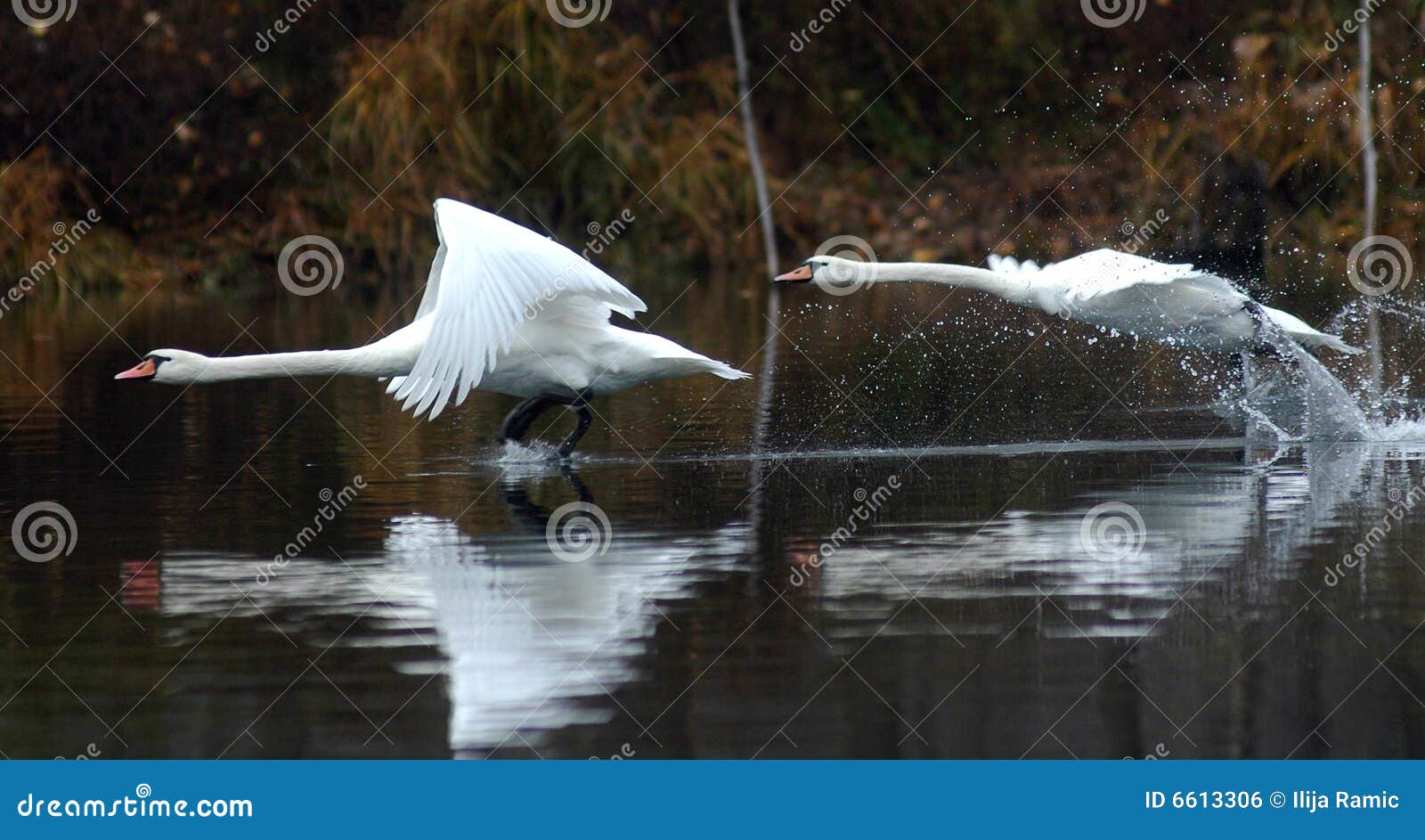 White Birds Flying Over Water Stock Photo - Image of necks, reflected ...