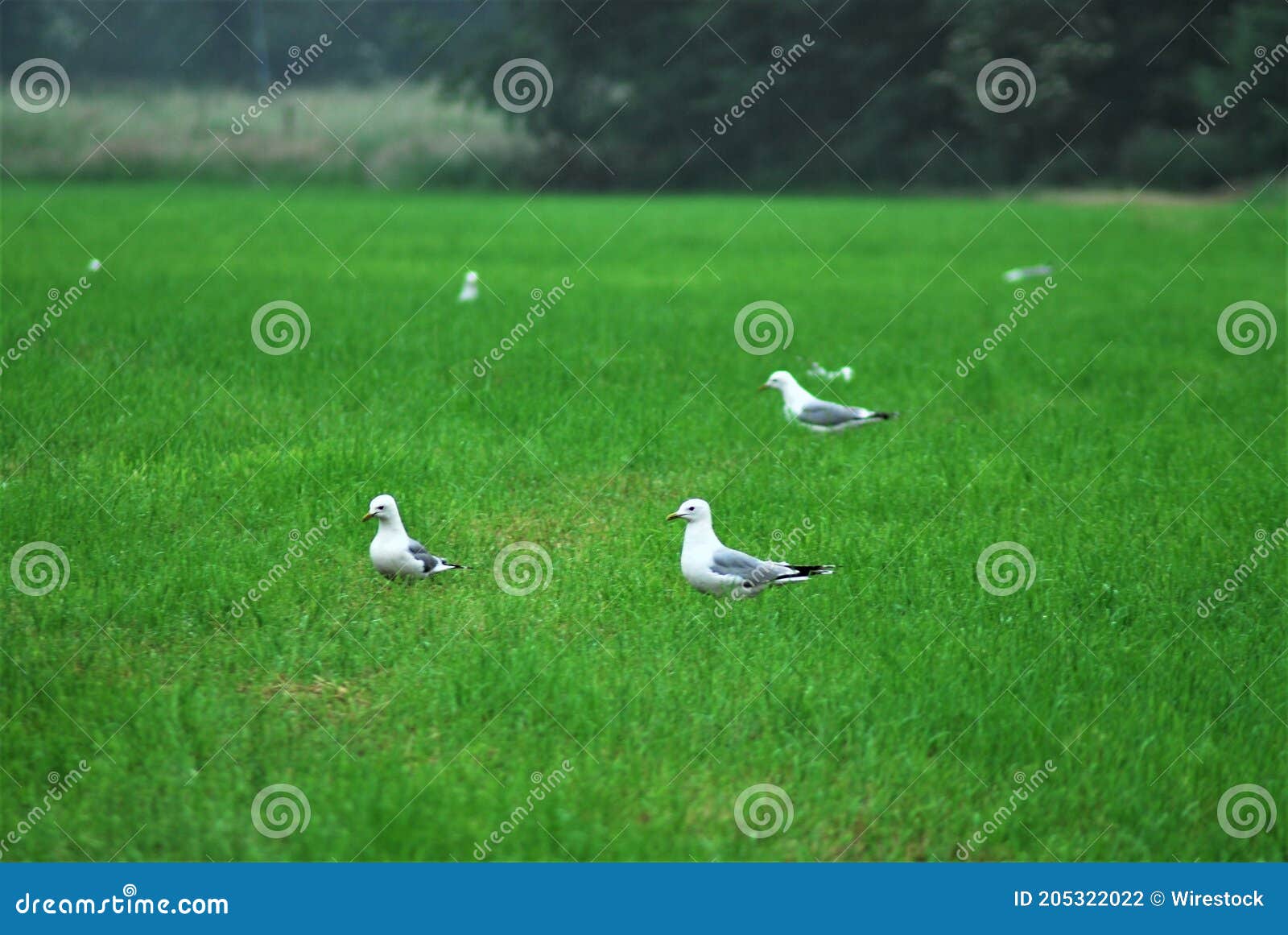 White Birds in a Grass Field Stock Photo - Image of forest, feathers ...